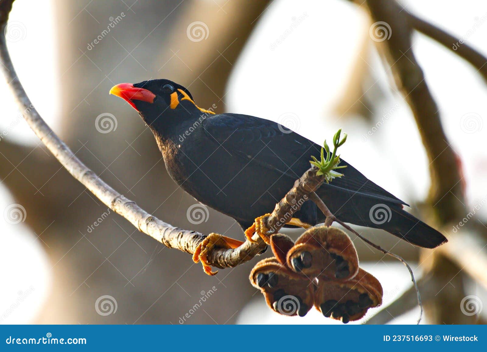 Myna Birds Common and Great Stock Image - Image of large, camouflaged ...