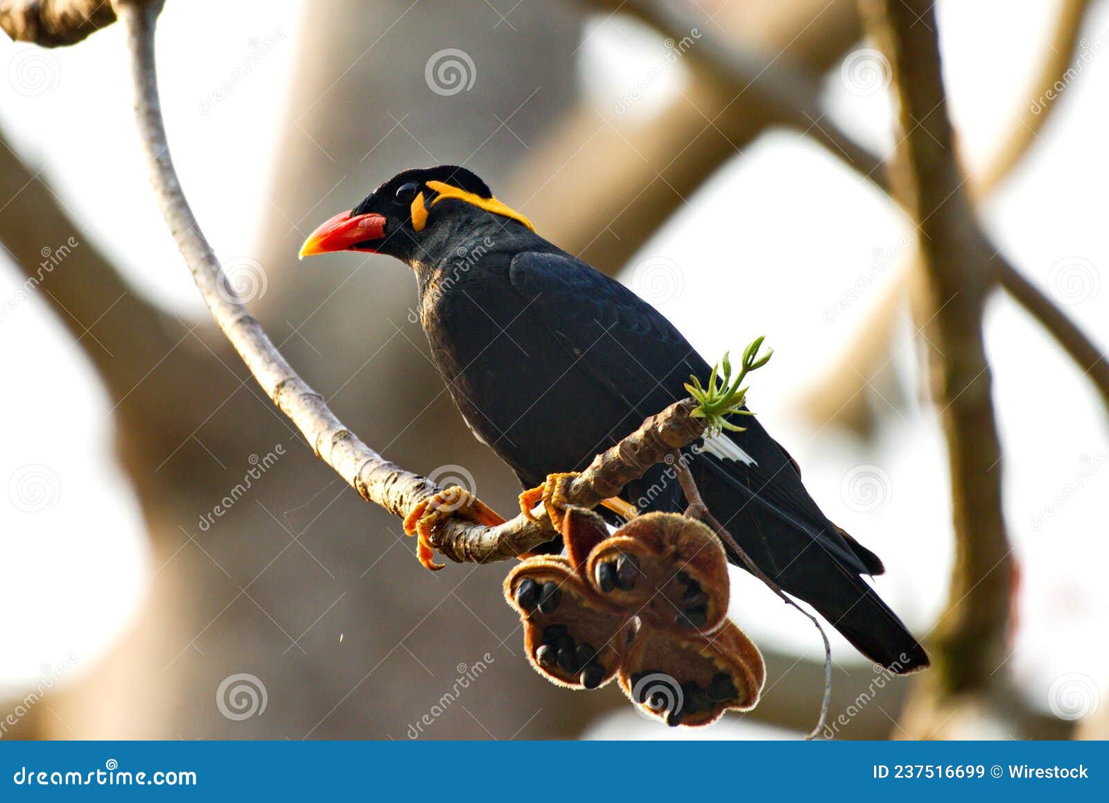 Myna Birds Common and Great Stock Image - Image of sleeping, eater ...