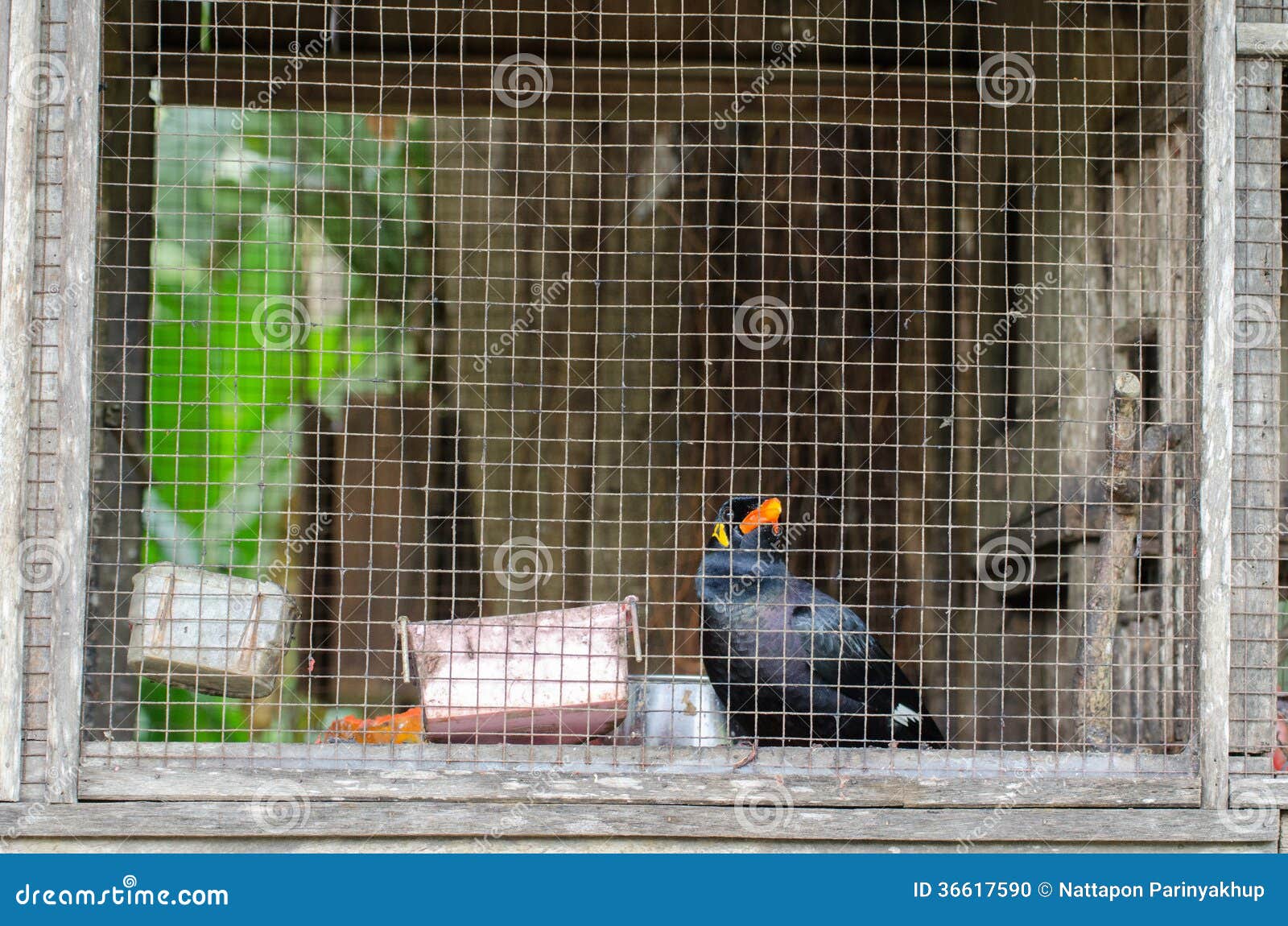Myna in Cage stock photo. Image of animal, watch, bird - 36617590