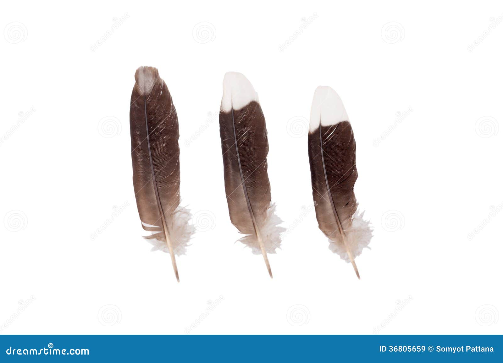 Myna feather stock image. Image of white, waft, feather - 36805659