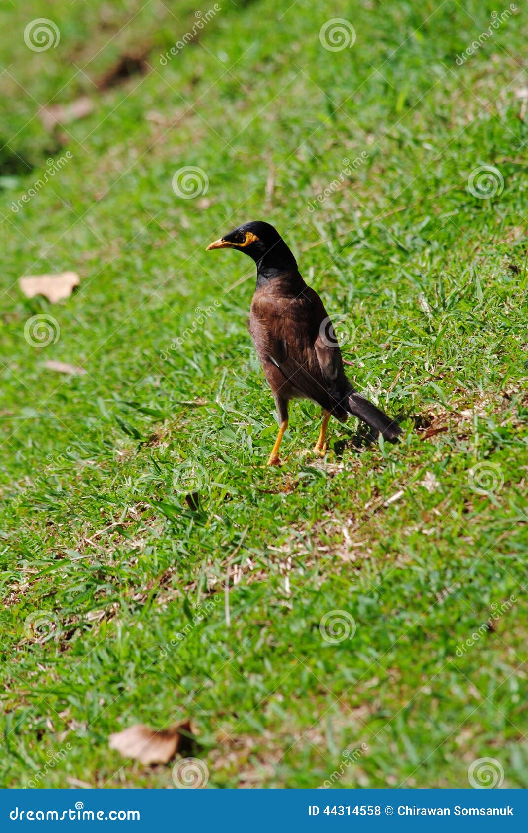 Myna stock photo. Image of nature, landscape, tree, animal - 44314558