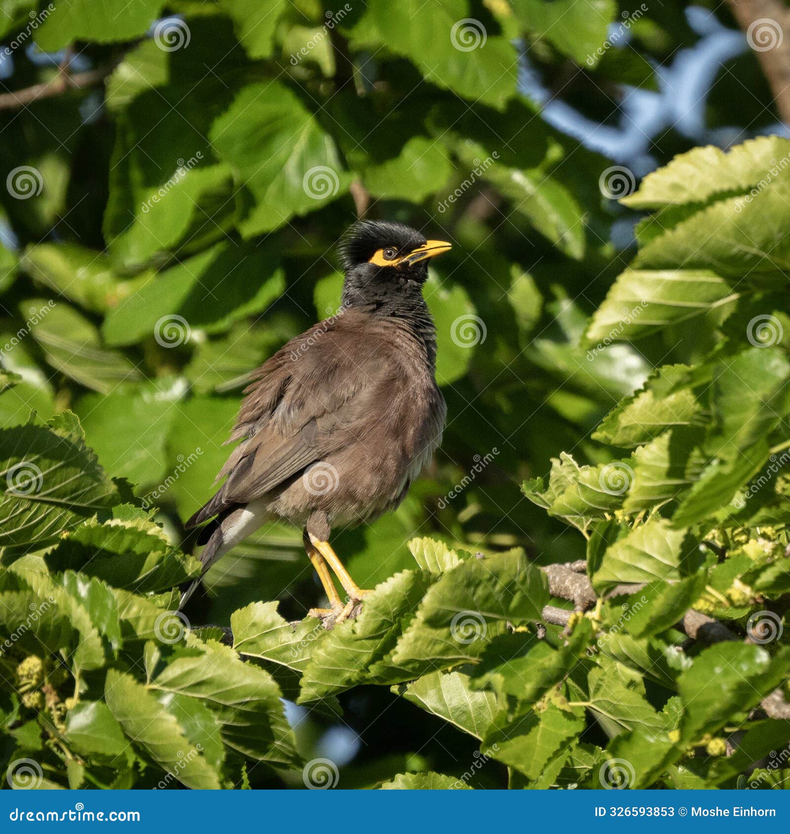 A Myna Perched on a Tree Branch Stock Image - Image of common, beak ...