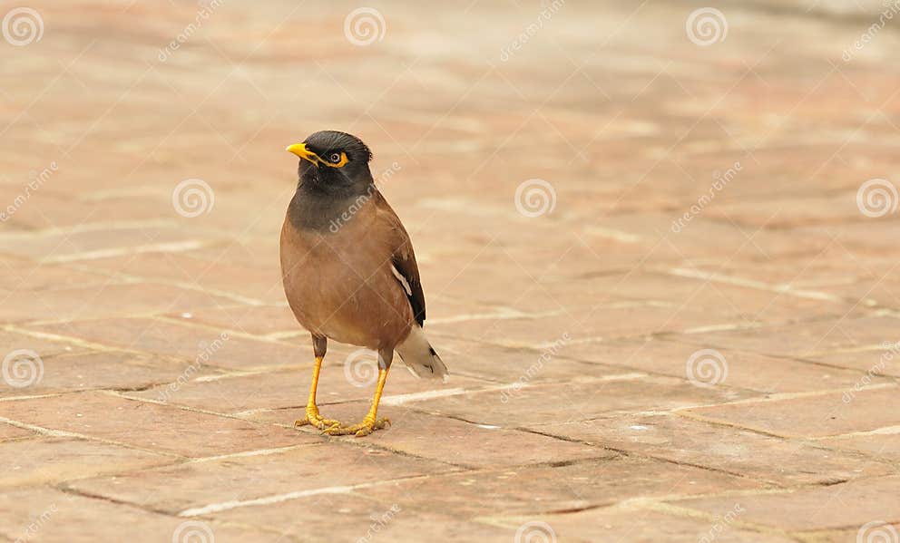 Myna style stock image. Image of common, brown, cute - 12590155