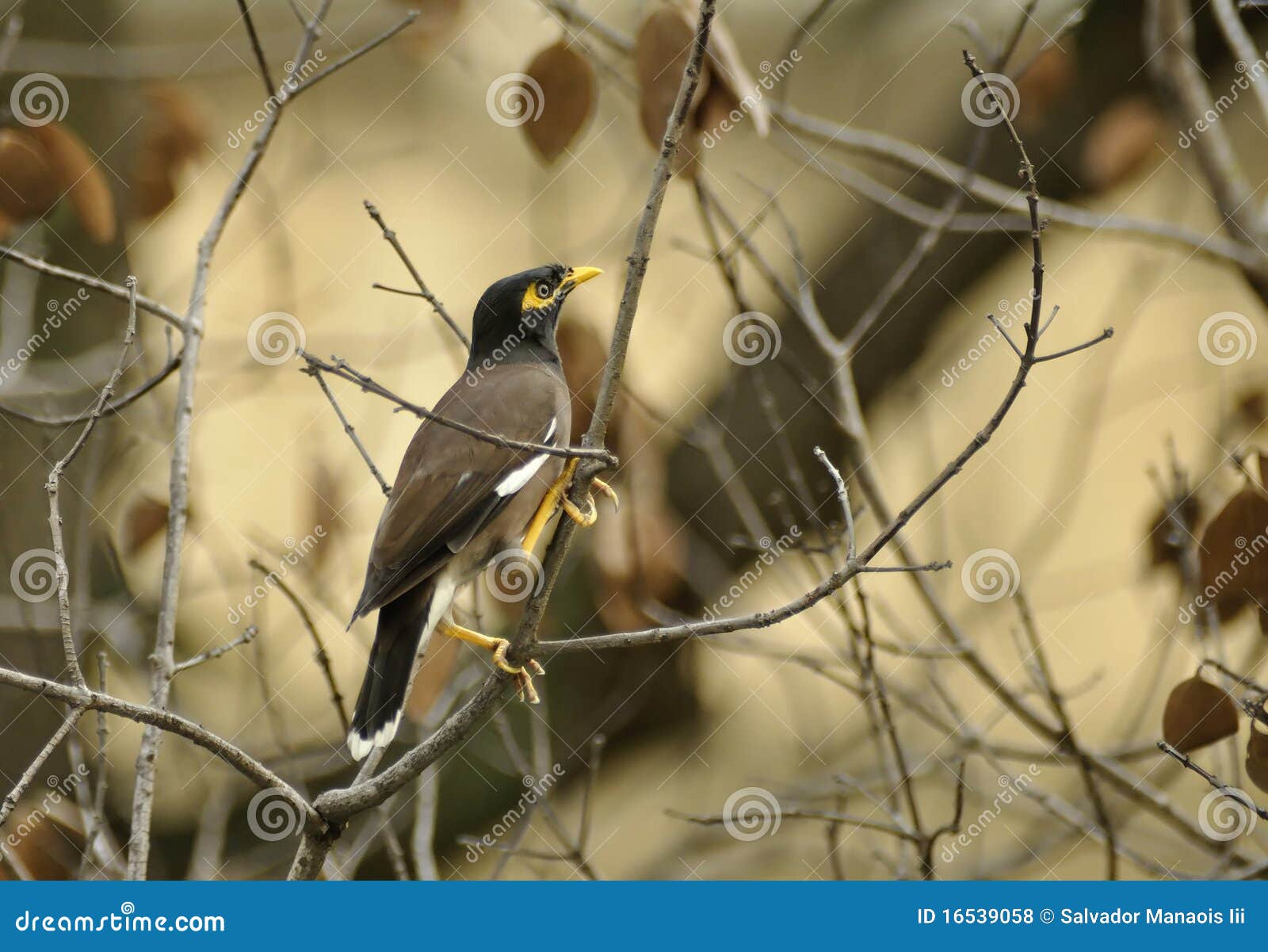 Mynah Bird stock photo. Image of natural, green, coleto - 16539058