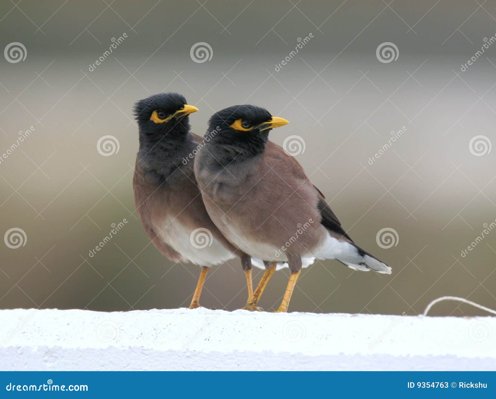 Mynas stock image. Image of flight, sparrow, cute, taiwan - 9354763