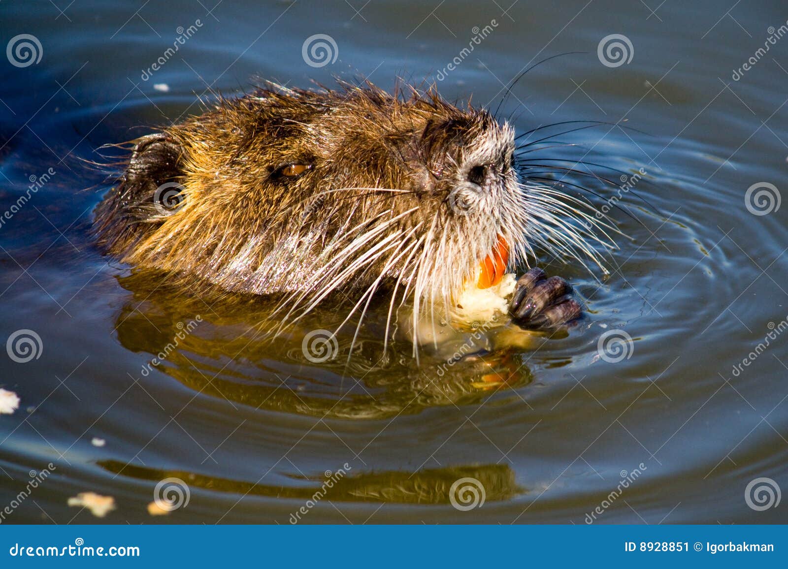 Myocastor Coypus stock image. Image of alexander, coypu - 8928851