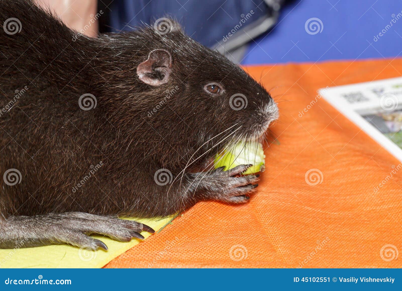 Myocastor coypus, Nutria stock image. Image of farming - 45102551