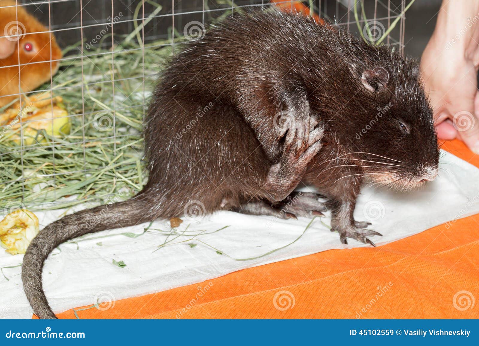 Myocastor coypus, Nutria stock image. Image of river - 45102559