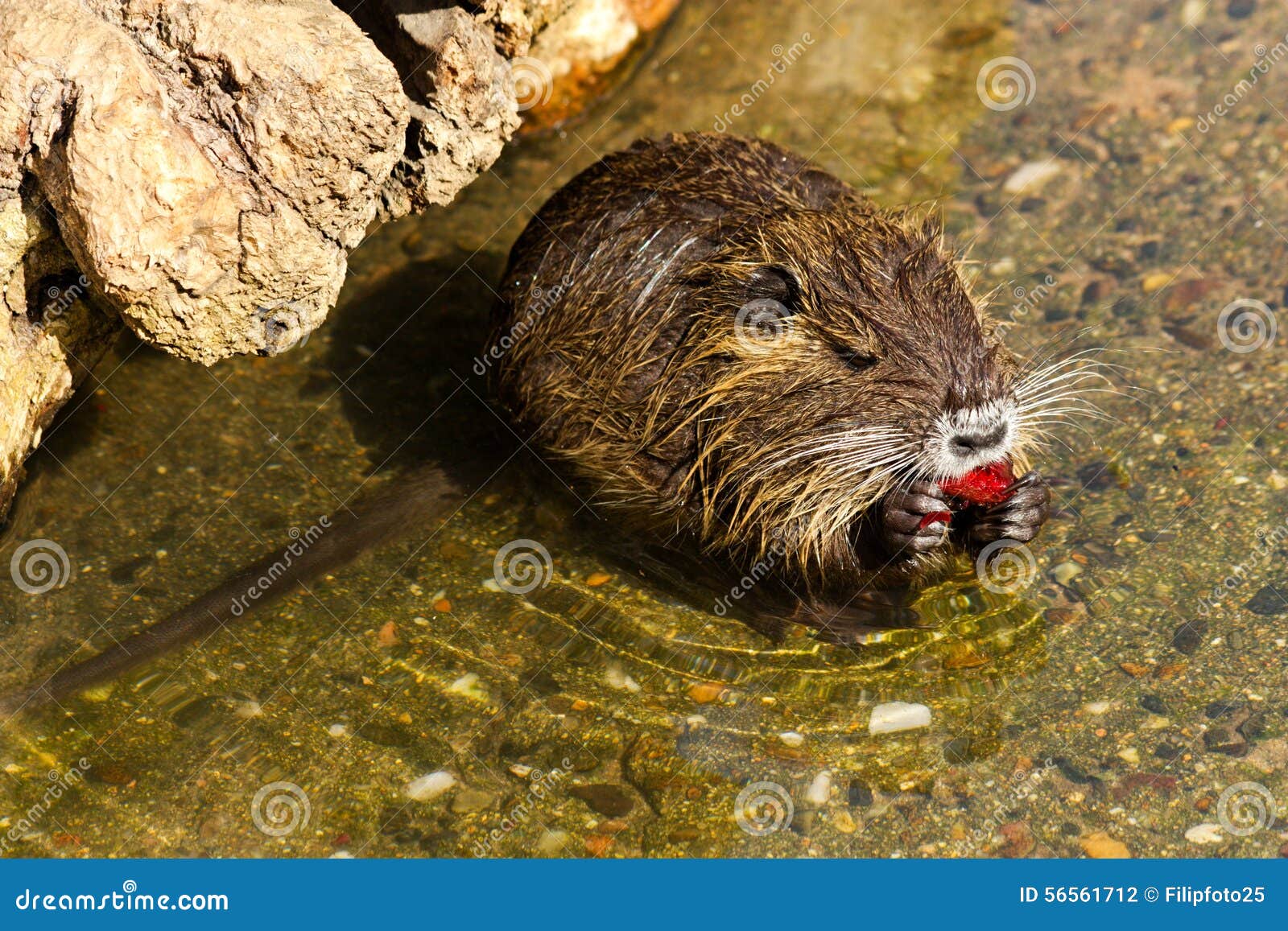 Myocastor coypus stock photo. Image of myocastor, coastline - 56561712