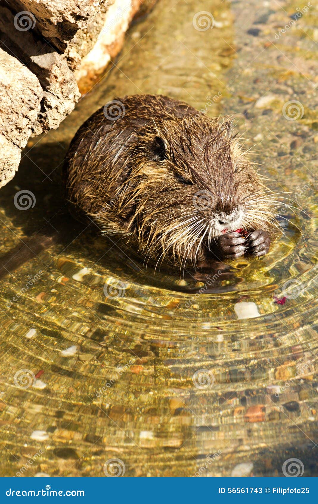 Myocastor coypus stock image. Image of beast, food, black - 56561743