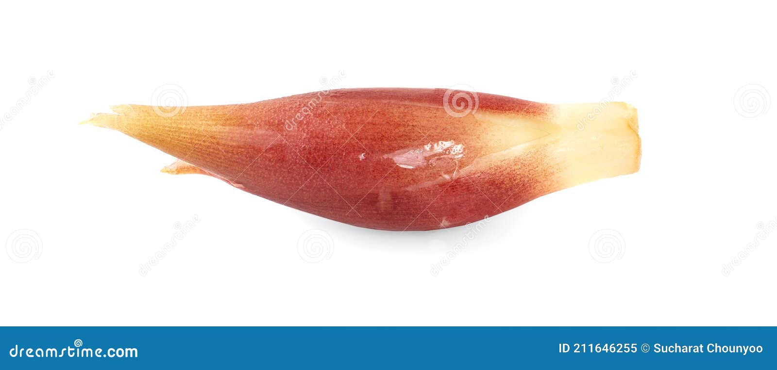 Myoga Isolated on White Background Stock Image - Image of vegetable ...