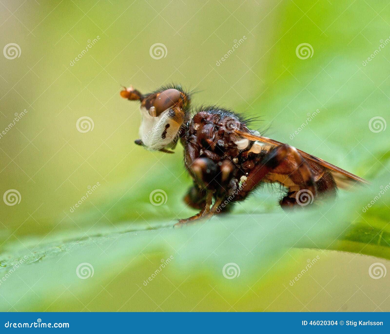 Myopa sp. Conopidae fly stock photo. Image of hoverflies - 46020304
