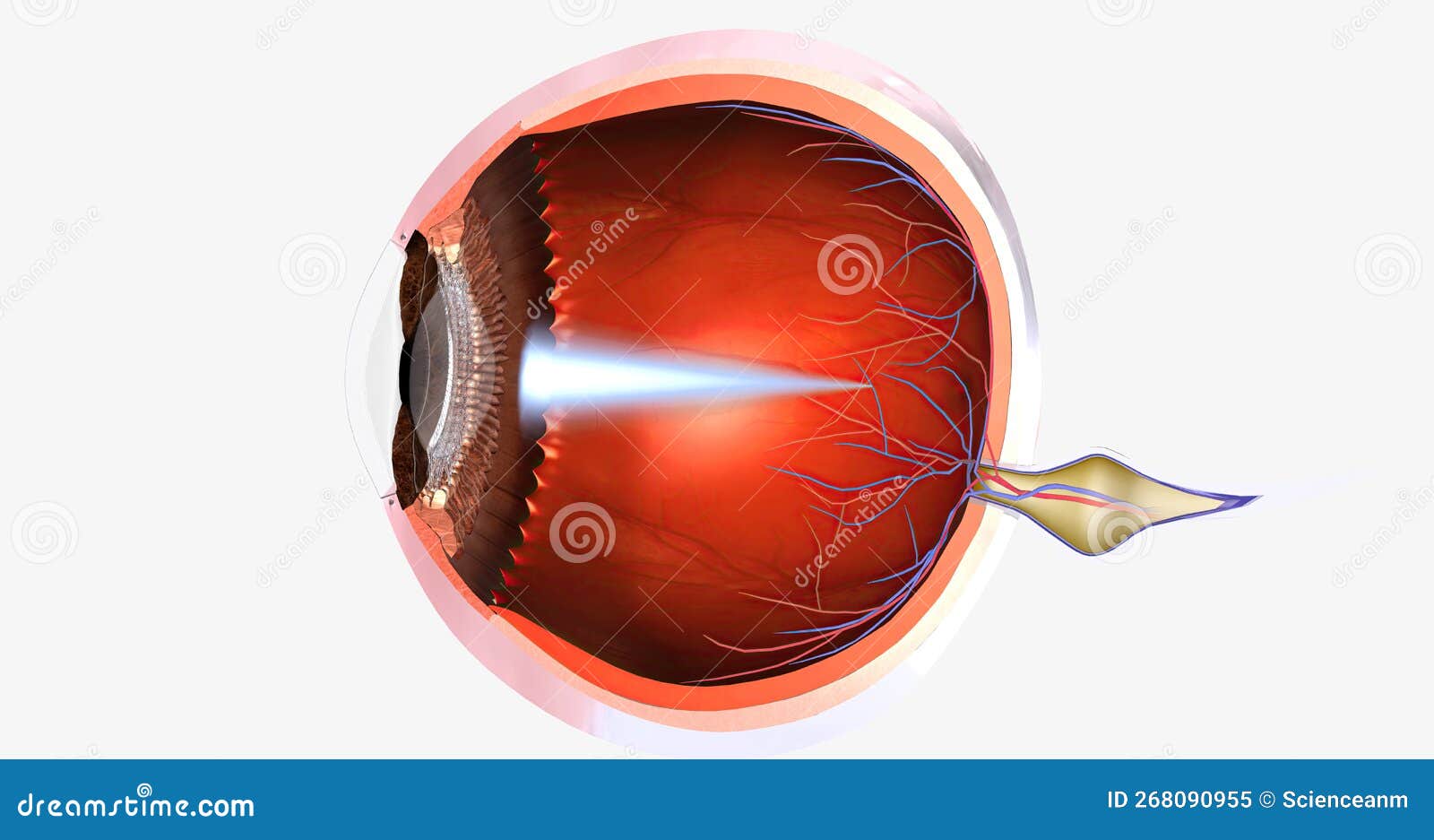 Myopia, is a Common Visual Condition in Which the Eye S Ability To ...