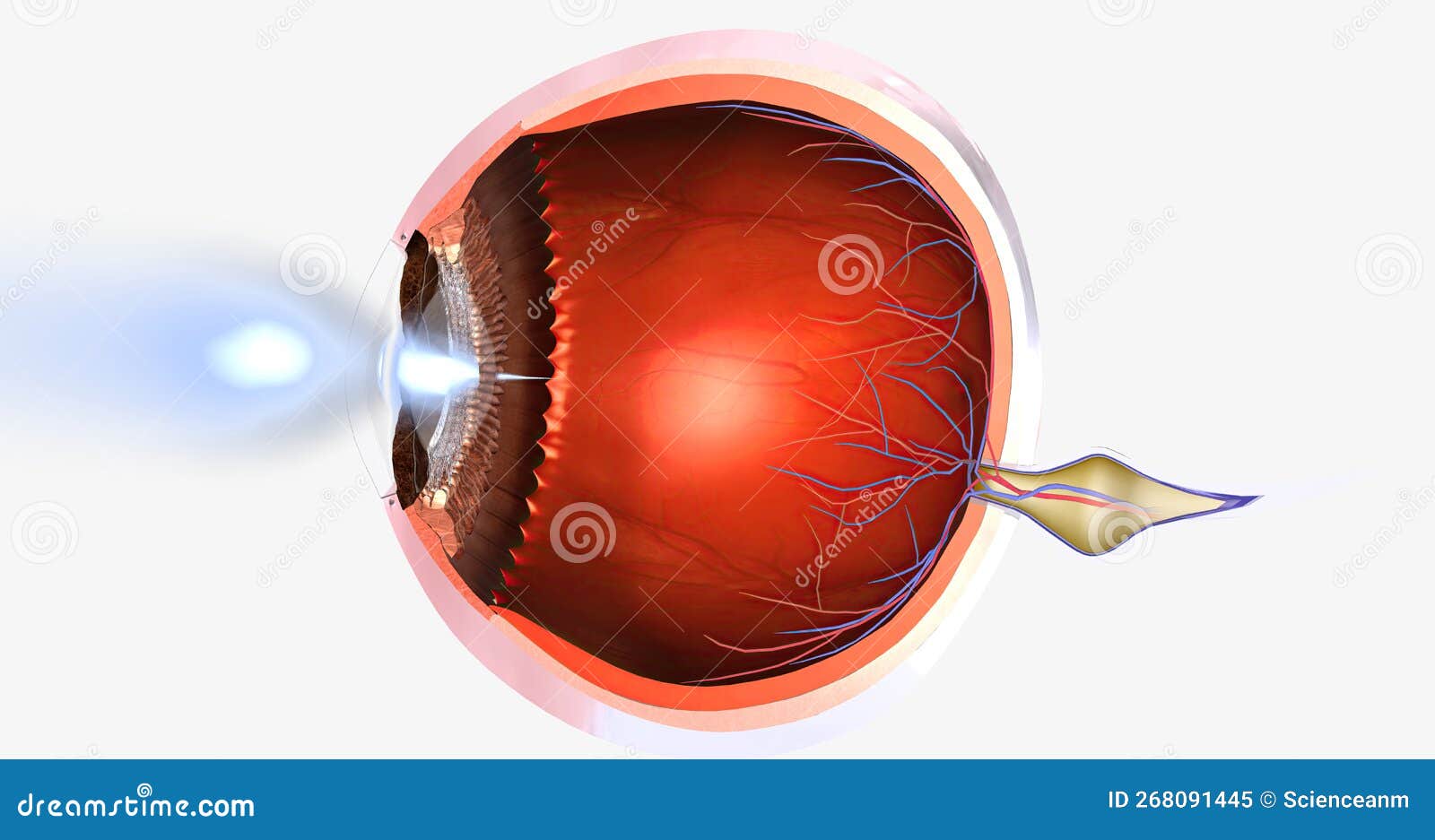 Myopia, is a Common Visual Condition in Which the Eye S Ability To ...