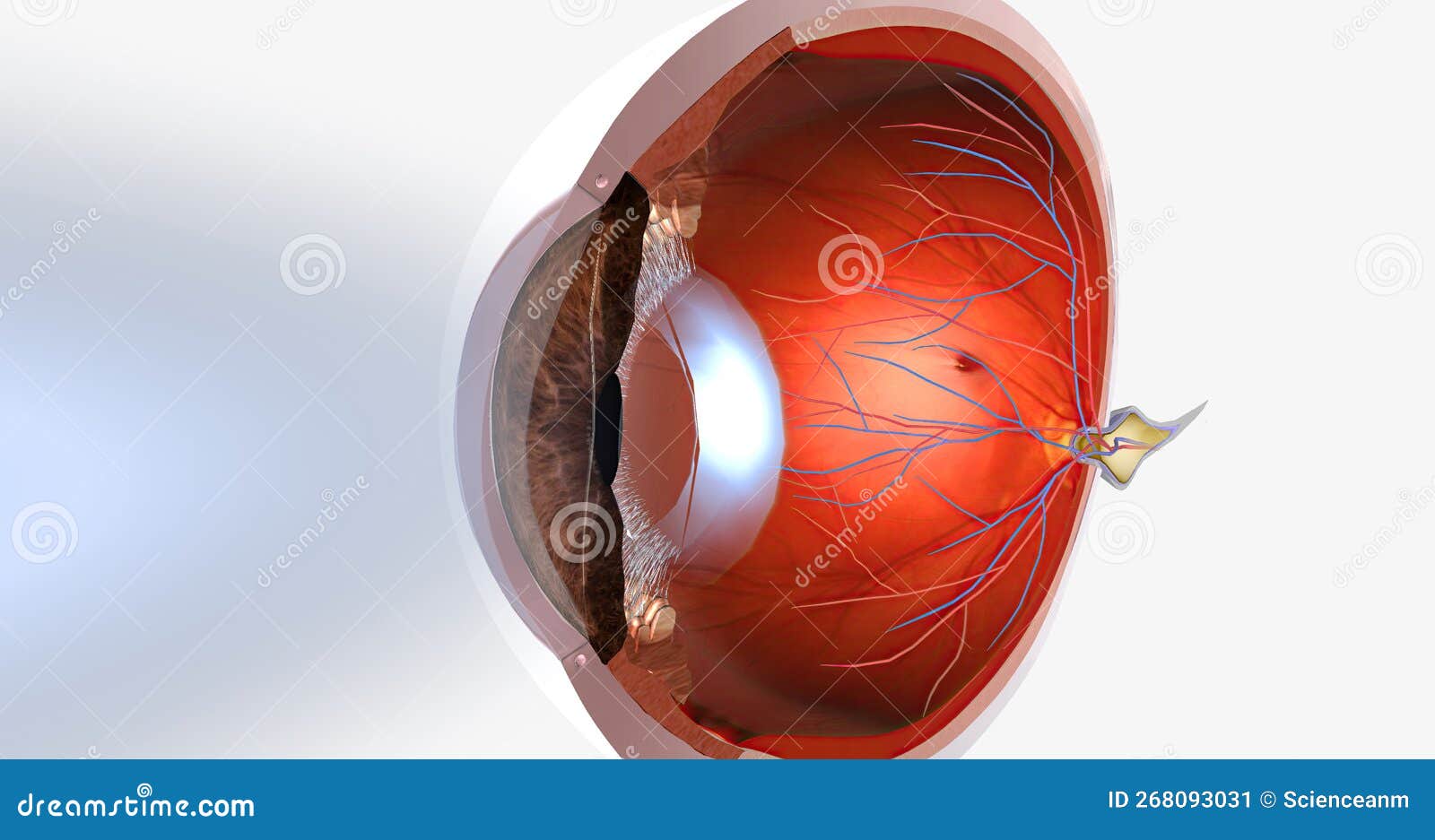 Myopia, is a Common Visual Condition in Which the Eye S Ability To ...