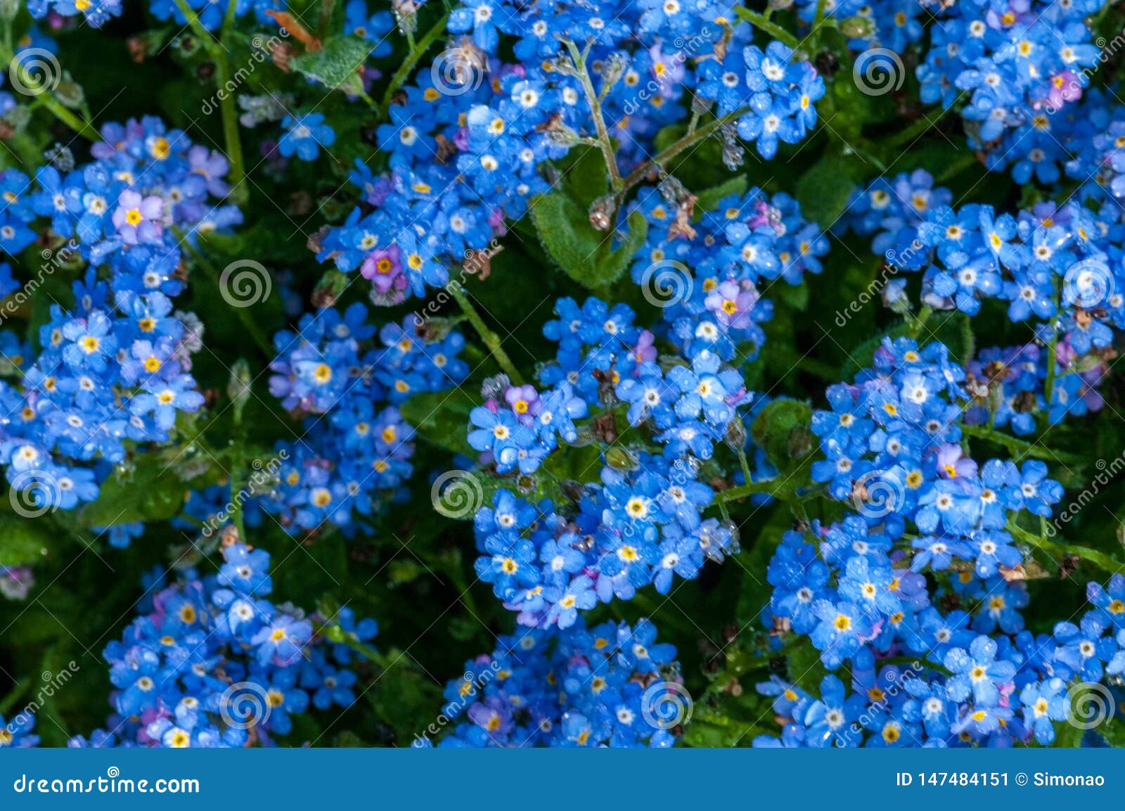 Myosotis Beautiful Blue Forest Flower in Spring Bloosom Stock Image ...