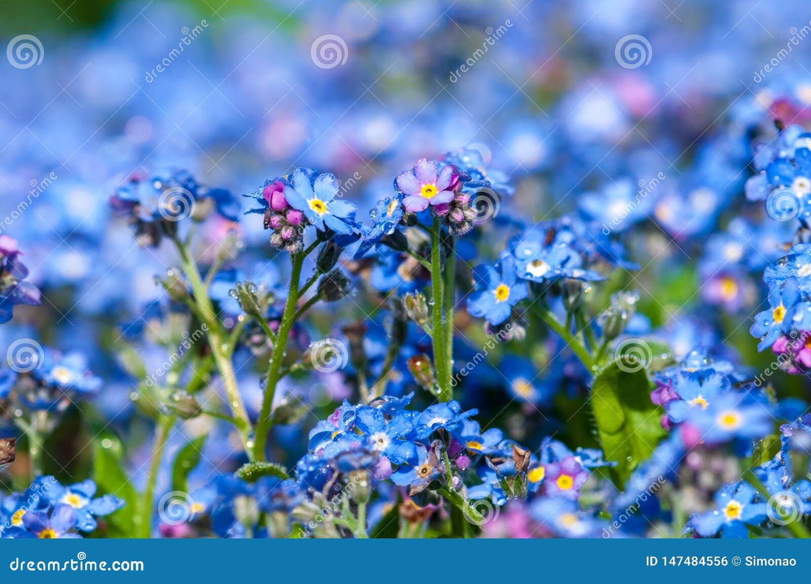 Myosotis Beautiful Blue Forest Flower in Spring Bloosom Stock Photo ...