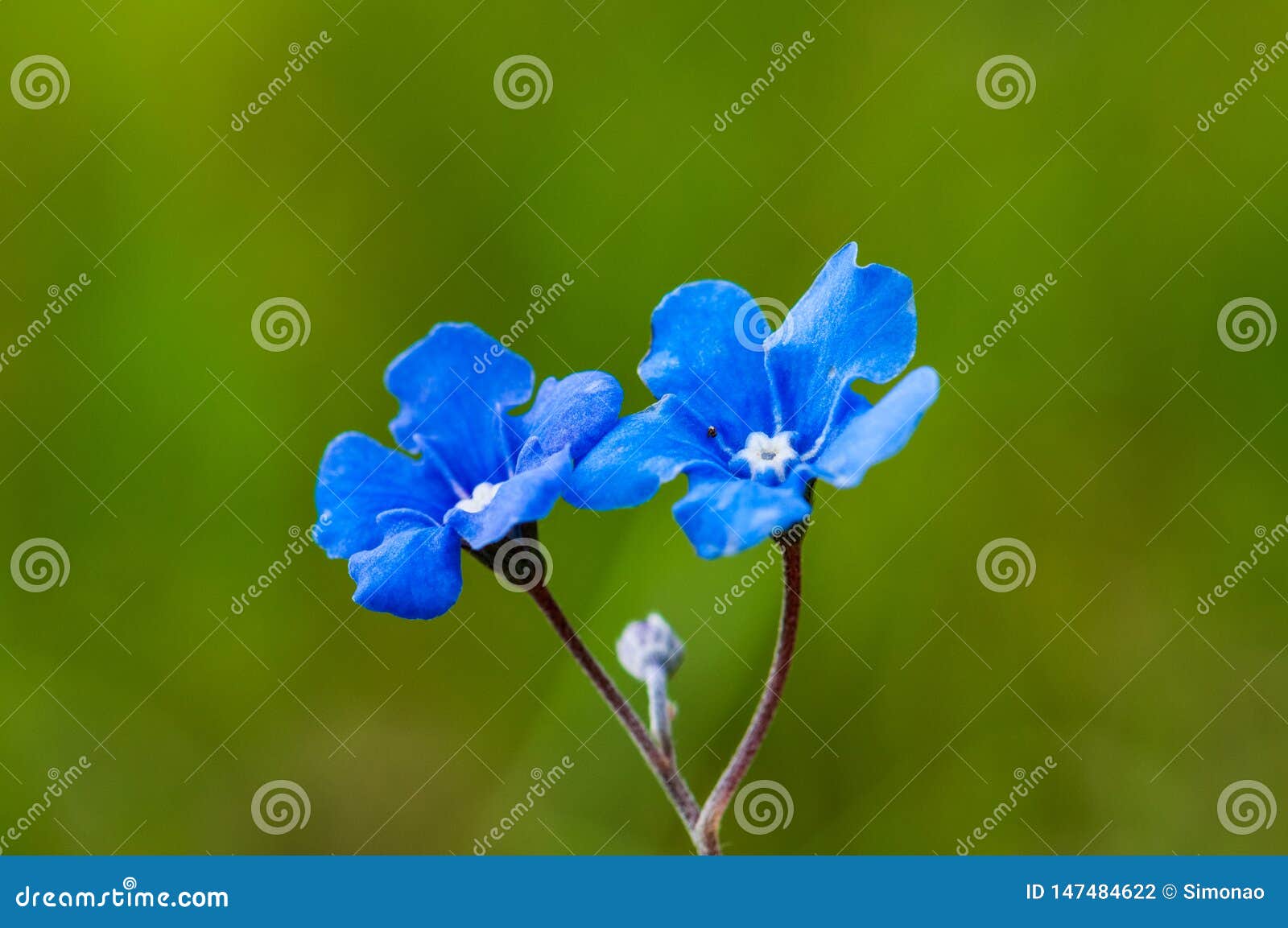 Myosotis Beautiful Blue Forest Flower in Spring Bloosom Stock Photo ...