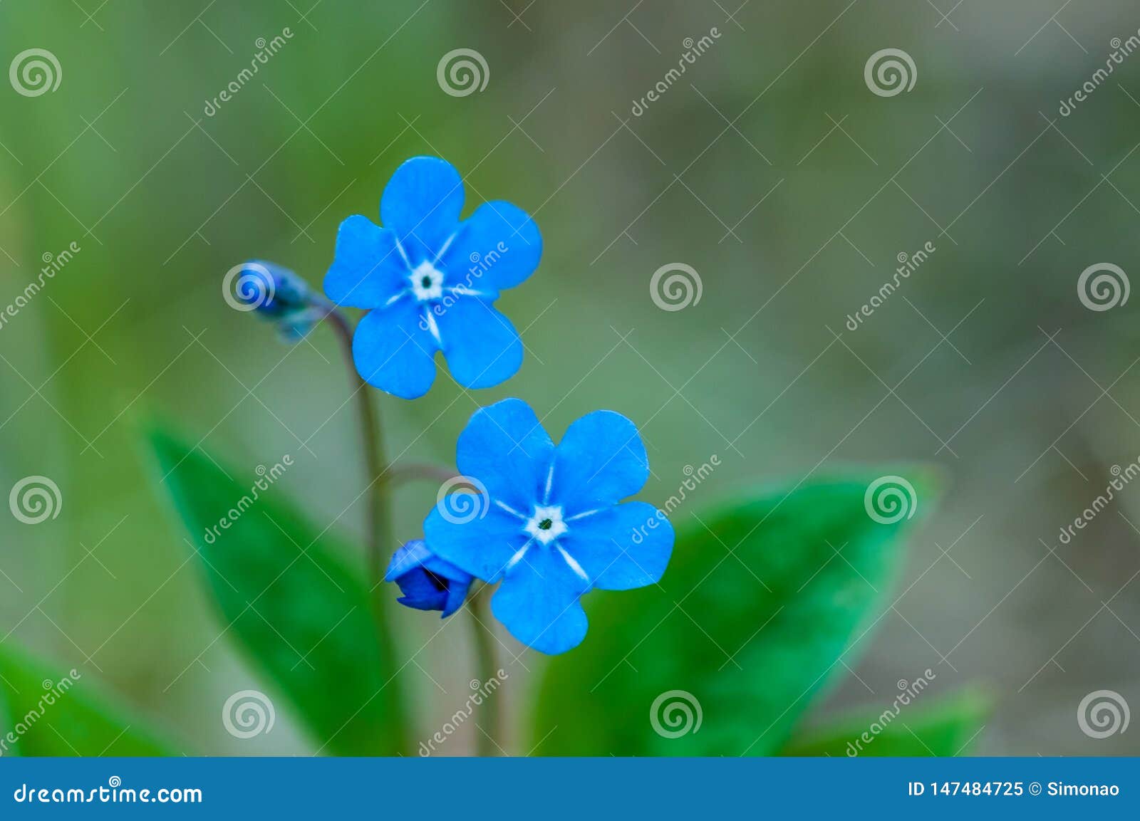 Myosotis Beautiful Blue Forest Flower in Spring Bloosom Stock Image ...