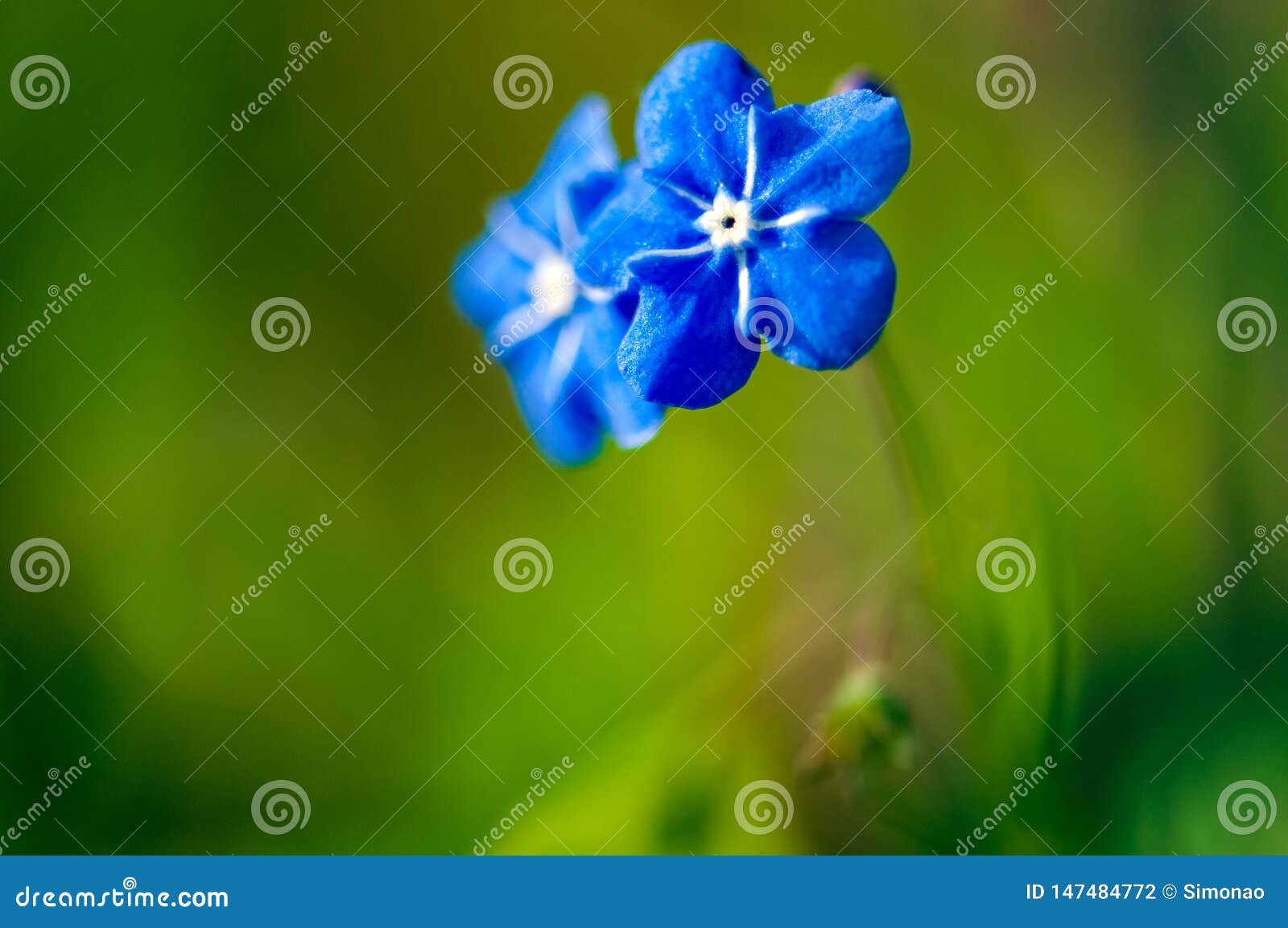 Myosotis Beautiful Blue Forest Flower in Spring Bloosom Stock Photo ...