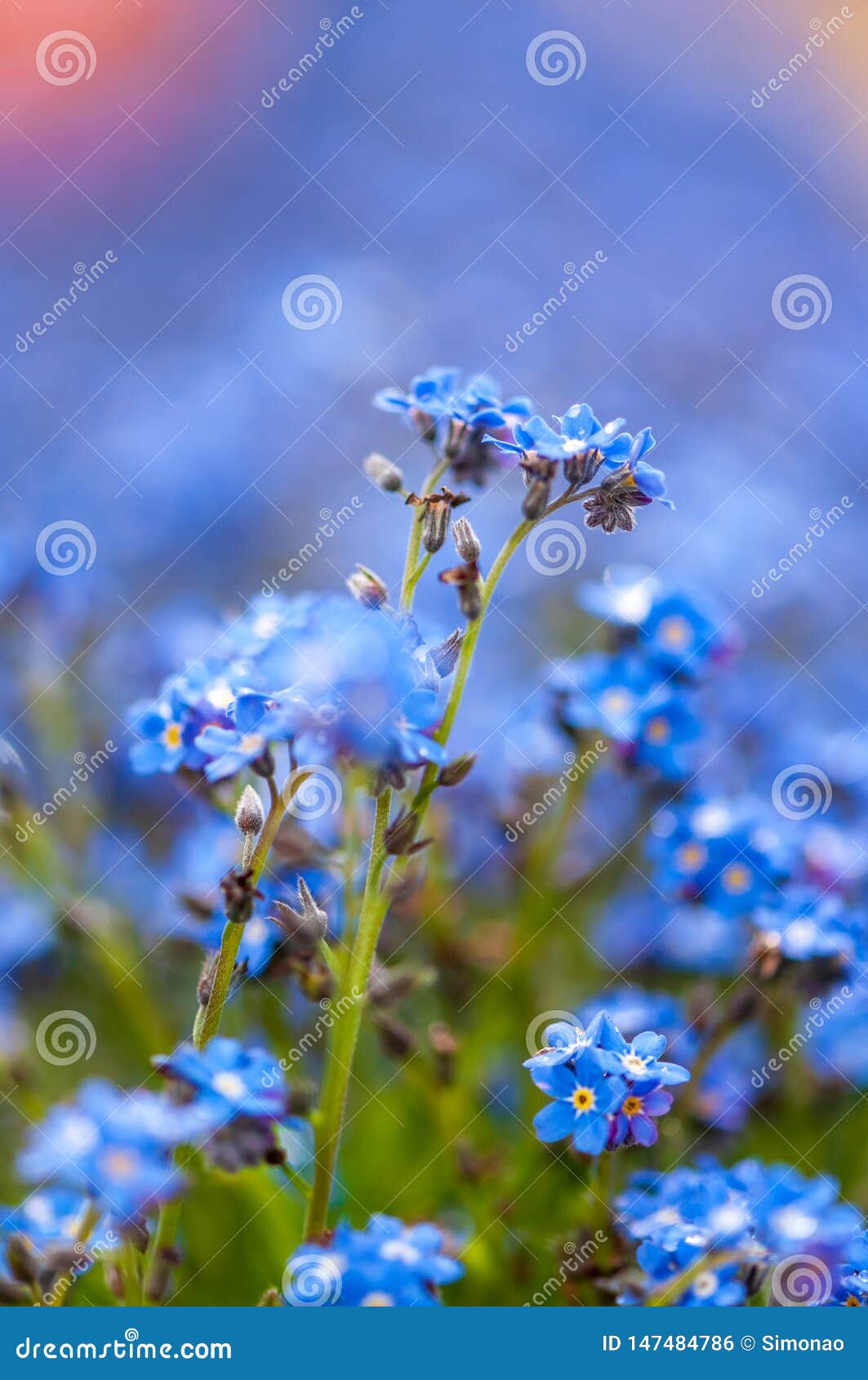 Myosotis Beautiful Blue Forest Flower in Spring Bloosom Stock Photo ...