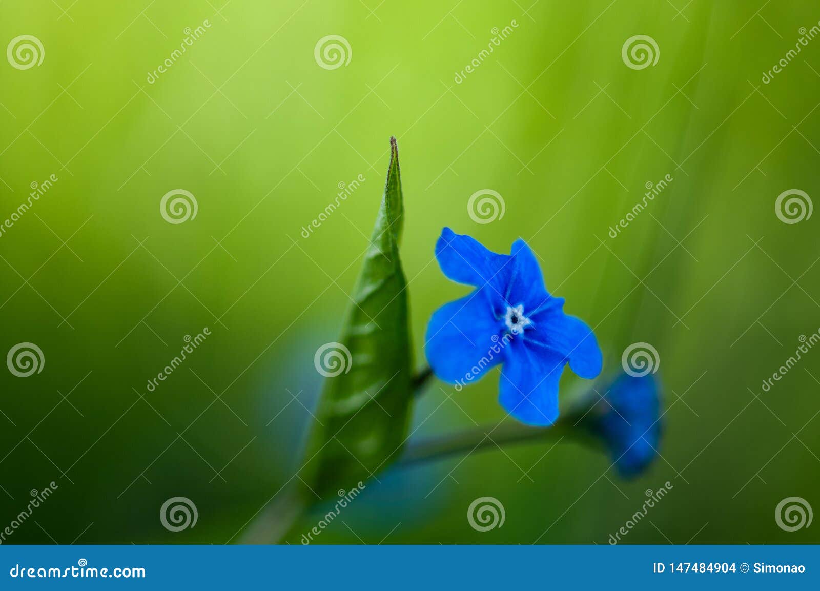 Myosotis Beautiful Blue Forest Flower in Spring Bloosom Stock Photo ...
