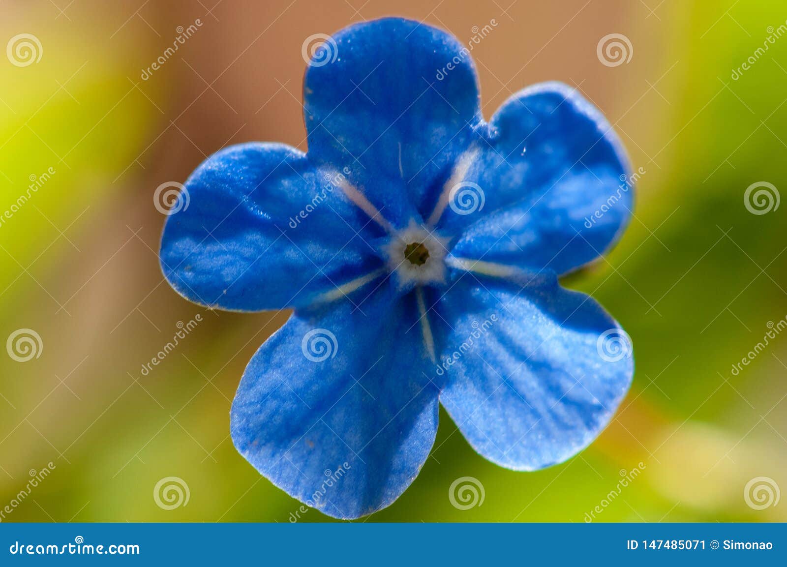 Myosotis Beautiful Blue Forest Flower in Spring Bloosom Stock Image ...