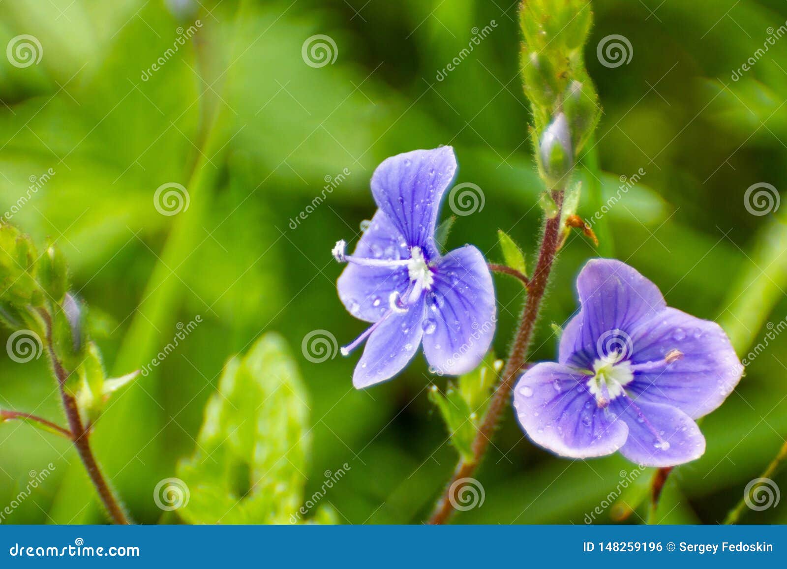 Myosotis Beautiful Blue Tiny Forest Flower in Spring Bloosom Stock ...
