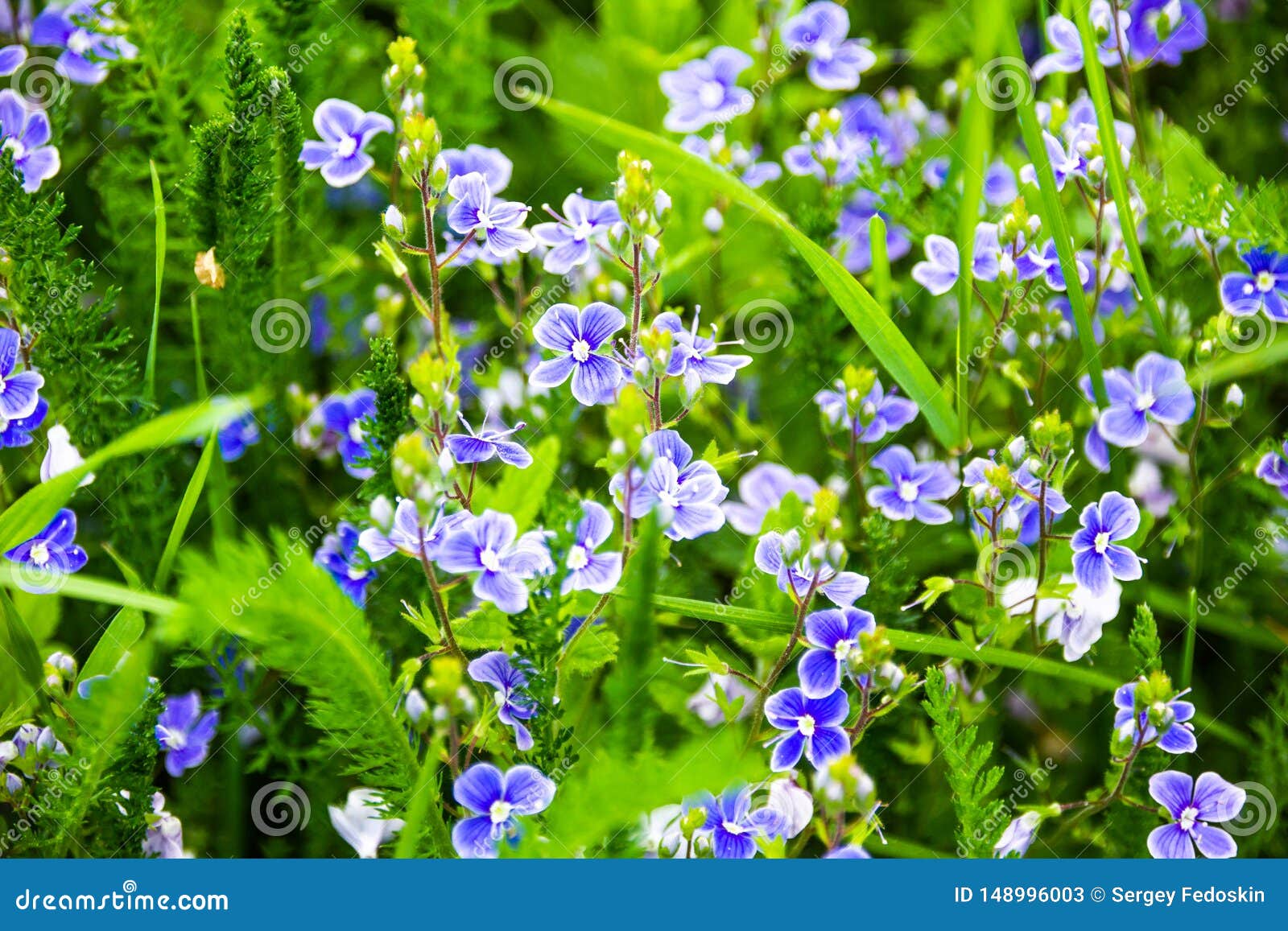 Myosotis Beautiful Blue Tiny Forest Flower in Spring Bloosom Stock ...