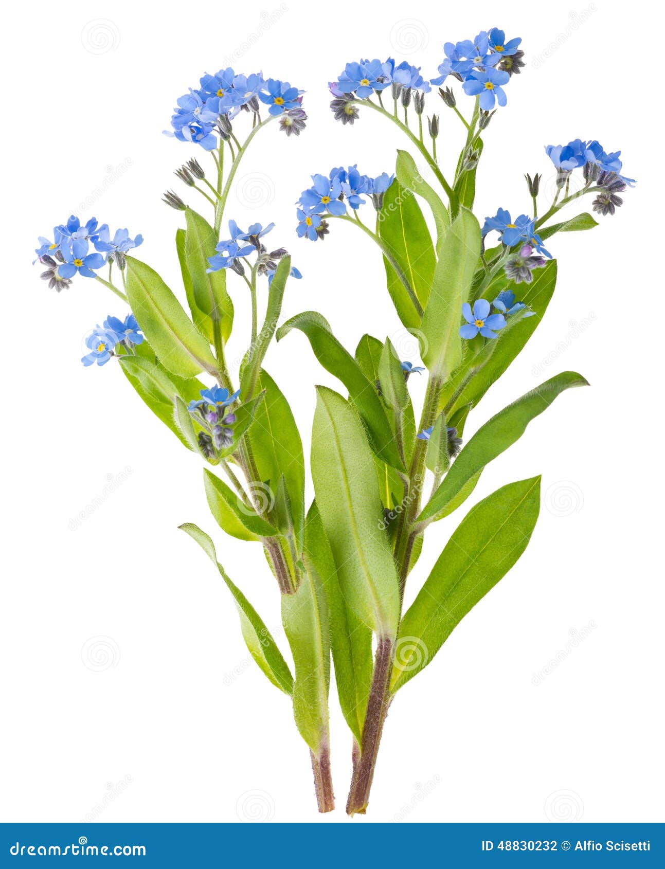 Myosotis stock photo. Image of blooms, blossom, branch - 48830232