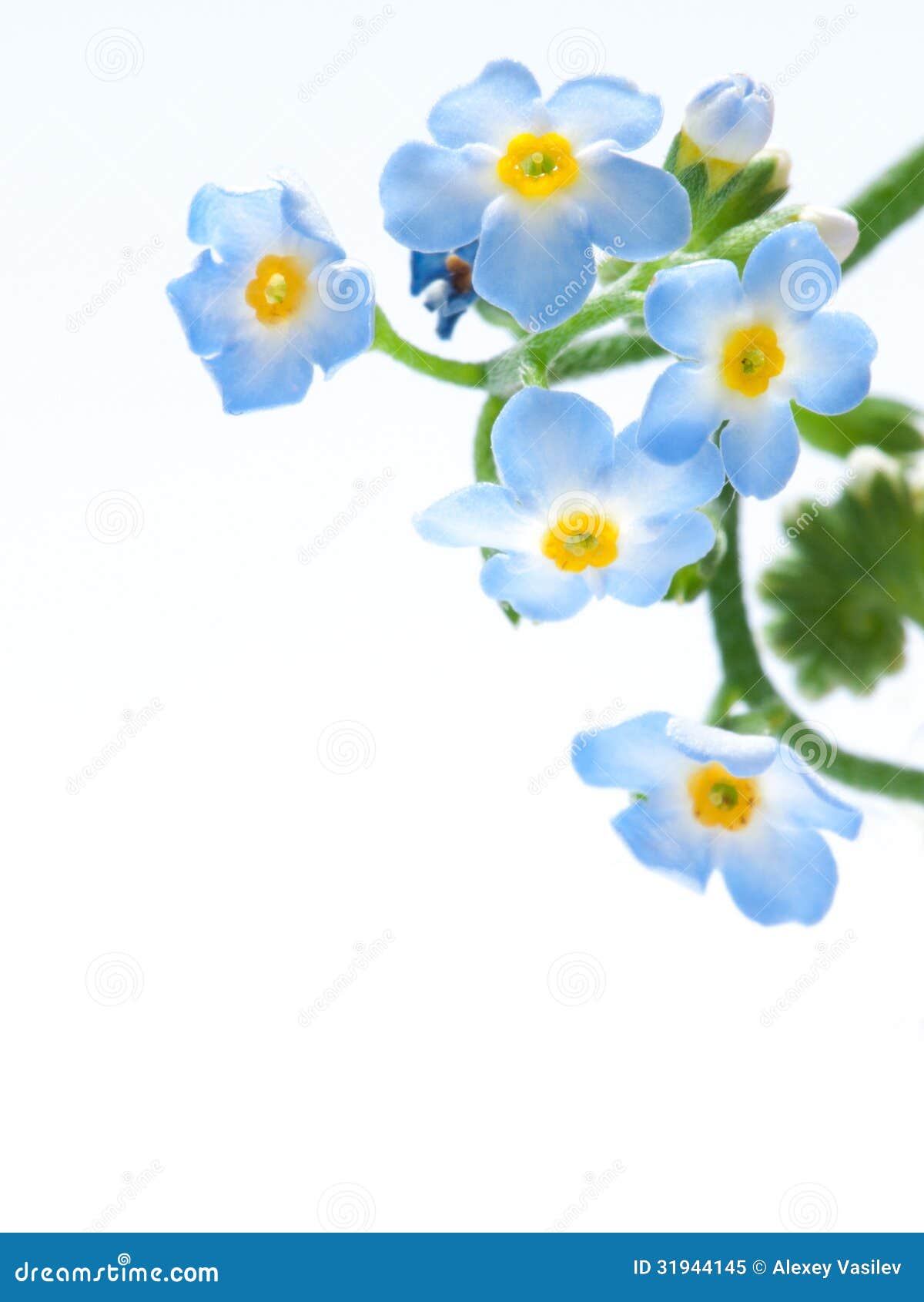 Myosotis Or Forget-me-not Isolated Stock Image - Image of petals ...