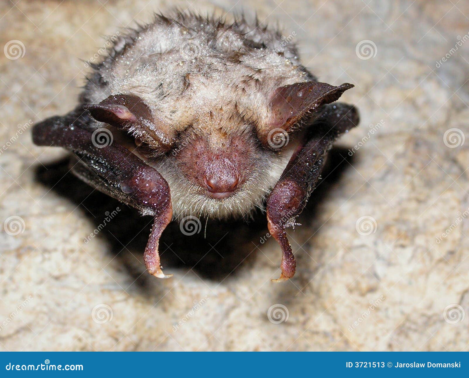 Myotis myotis stock image. Image of large, winter, eared - 3721513