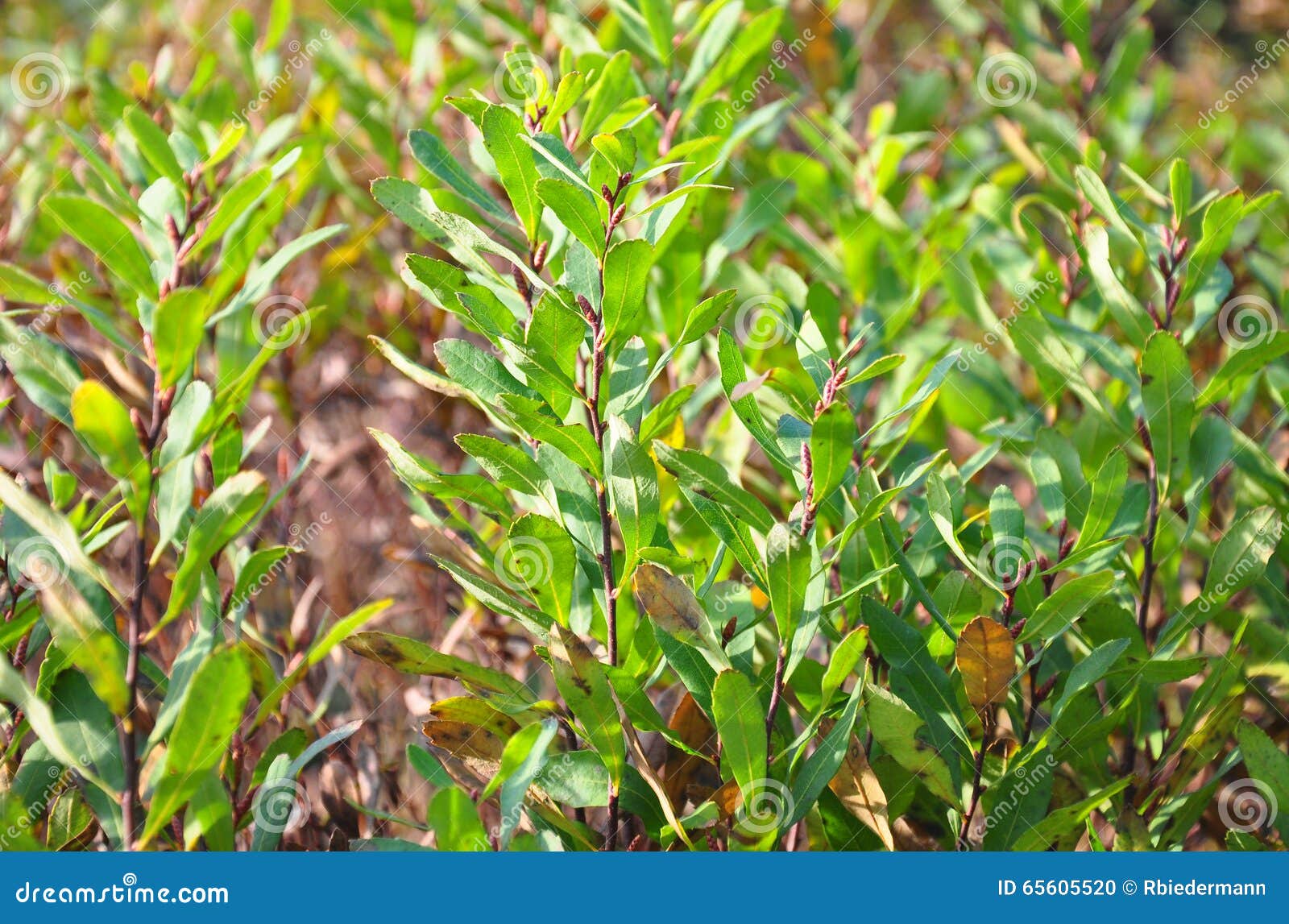 Myr-myrten (Myricakuling) arkivfoto. Bild av natur, blad - 65605520
