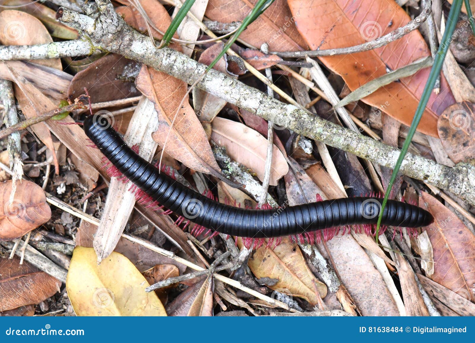 Myriapoda millipede stock photo. Image of animal, shiny - 81638484