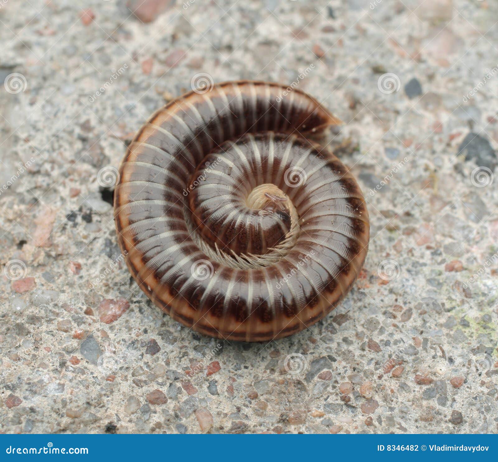 Myriapodes photo stock. Image du bizarre, insecte, patte - 8346482