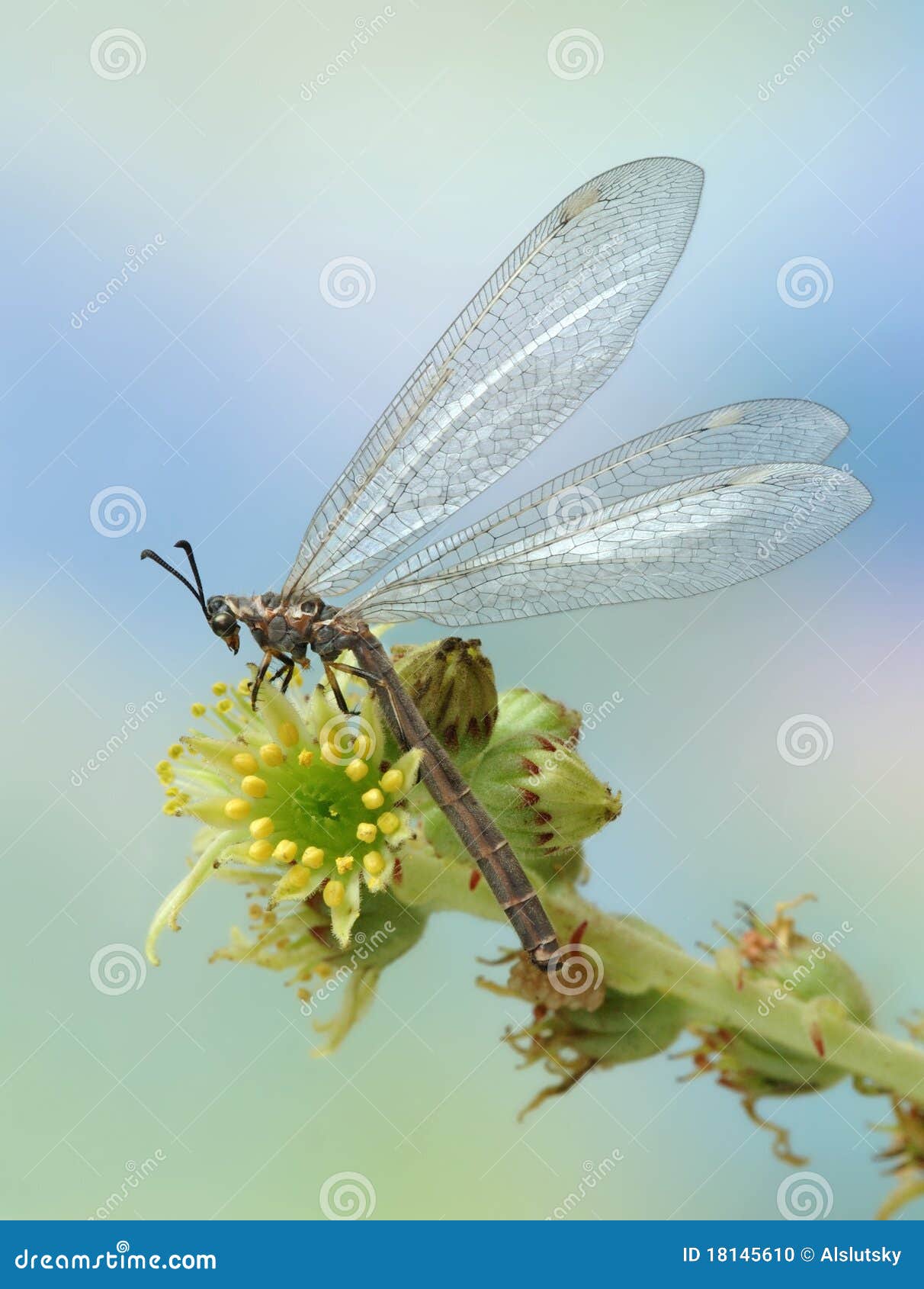 Myrmeleon formicarius stock photo. Image of bright, fairy - 18145610