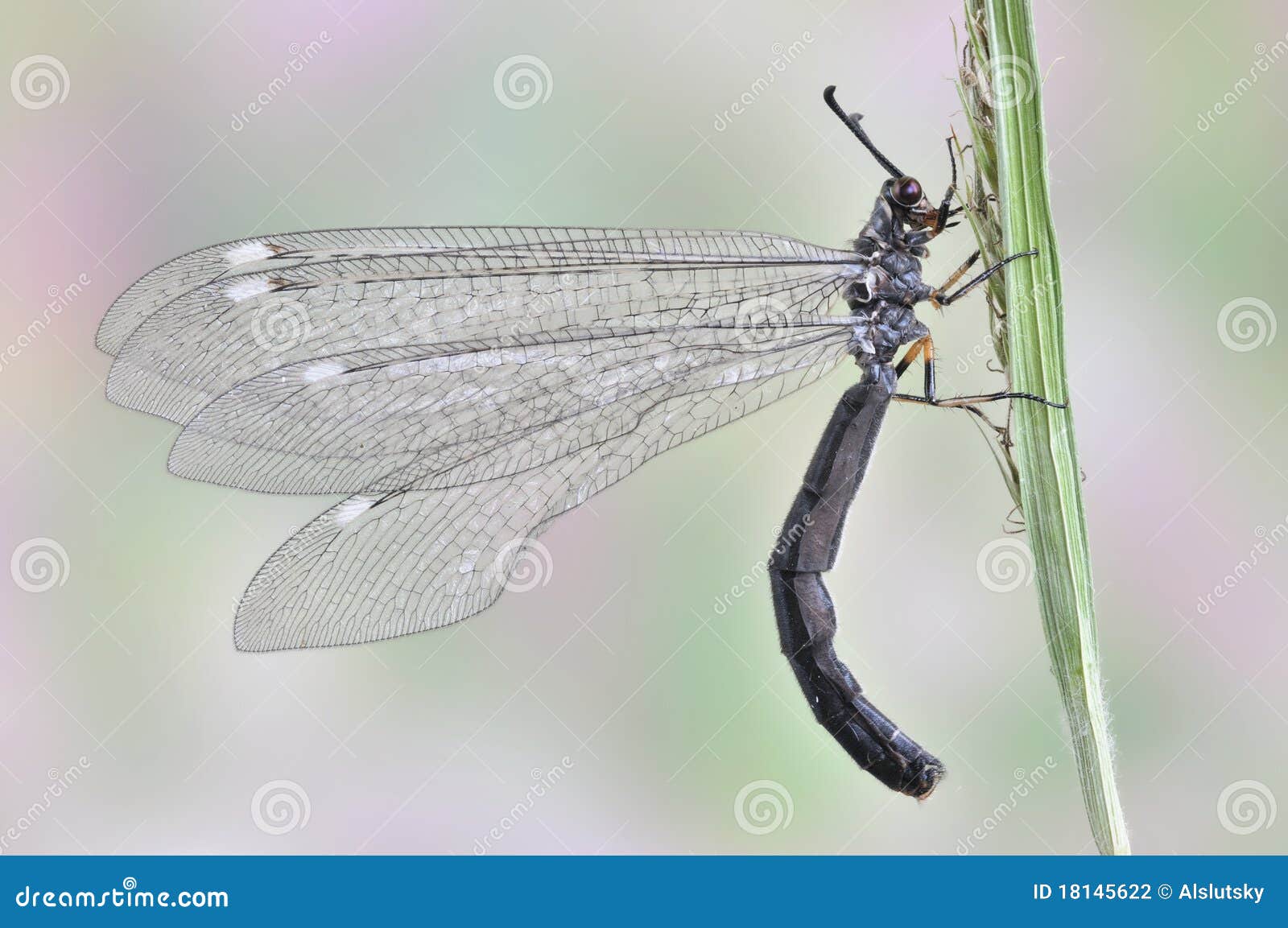 Myrmeleon formicarius stock photo. Image of antenna, myrmeleon - 18145622