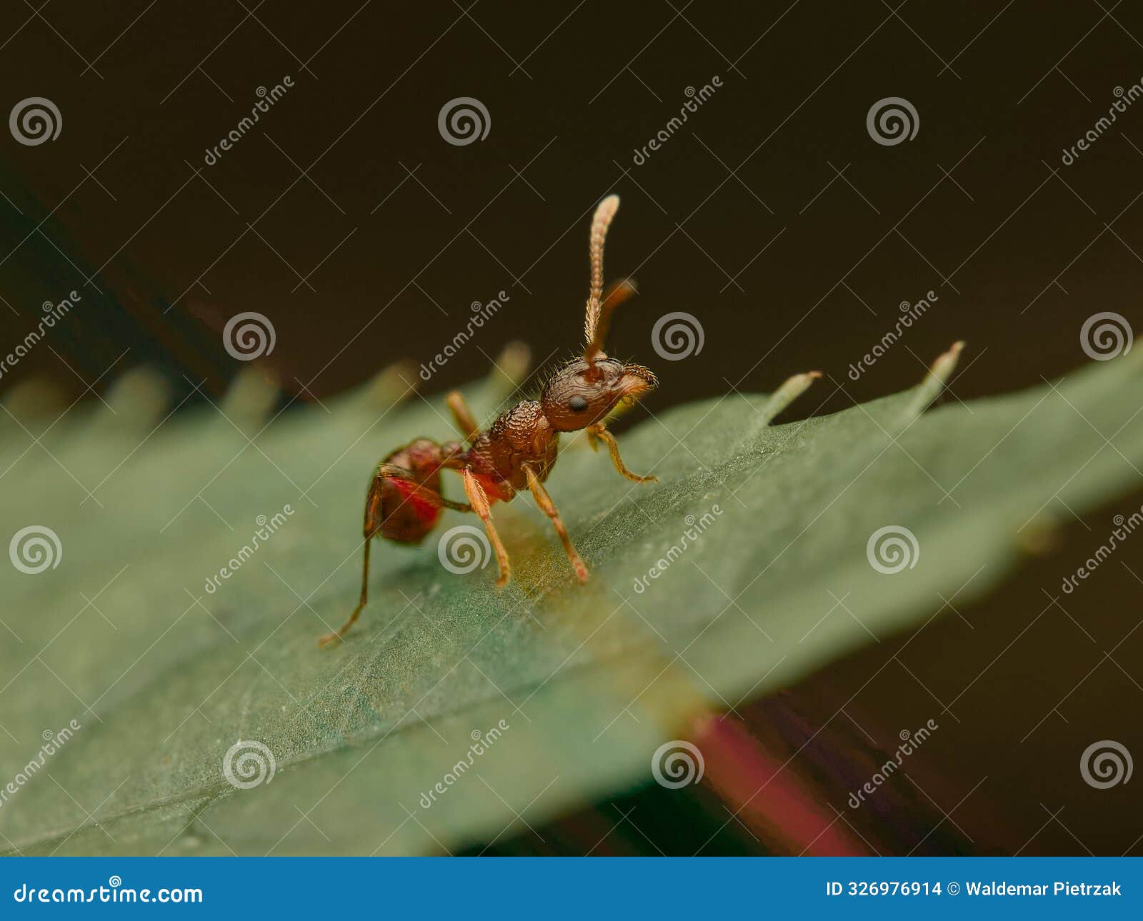 Myrmica Rubra - Common Rabies Stock Photo - Image of animal, insect ...