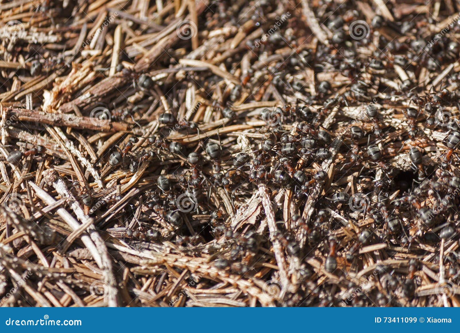 Myror i en myrstack fotografering för bildbyråer. Bild av arbete - 73411099