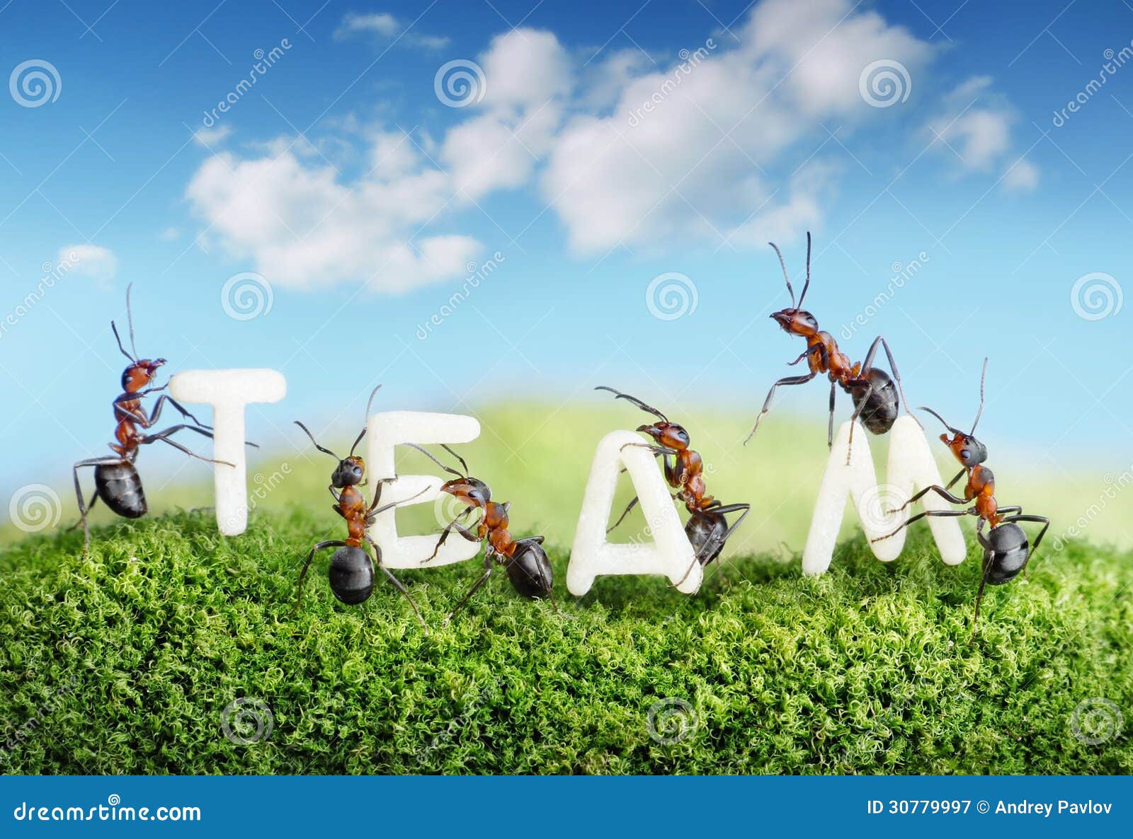 Myror Som Konstruerar Ord, Team Med Bokstäver, Teamwork Fotografering ...