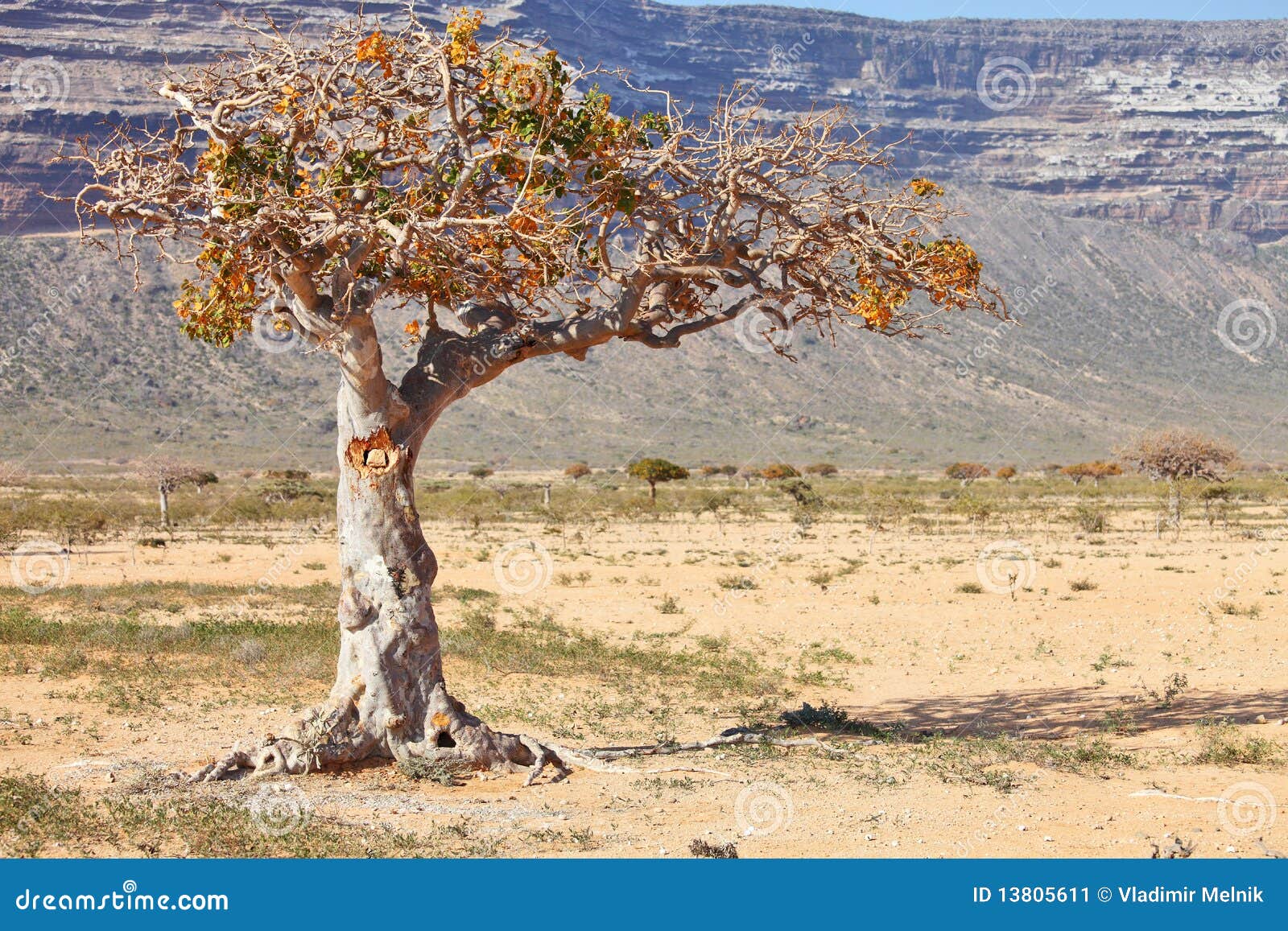 Myrrh tree stock image. Image of frankincense, yemen - 13805611