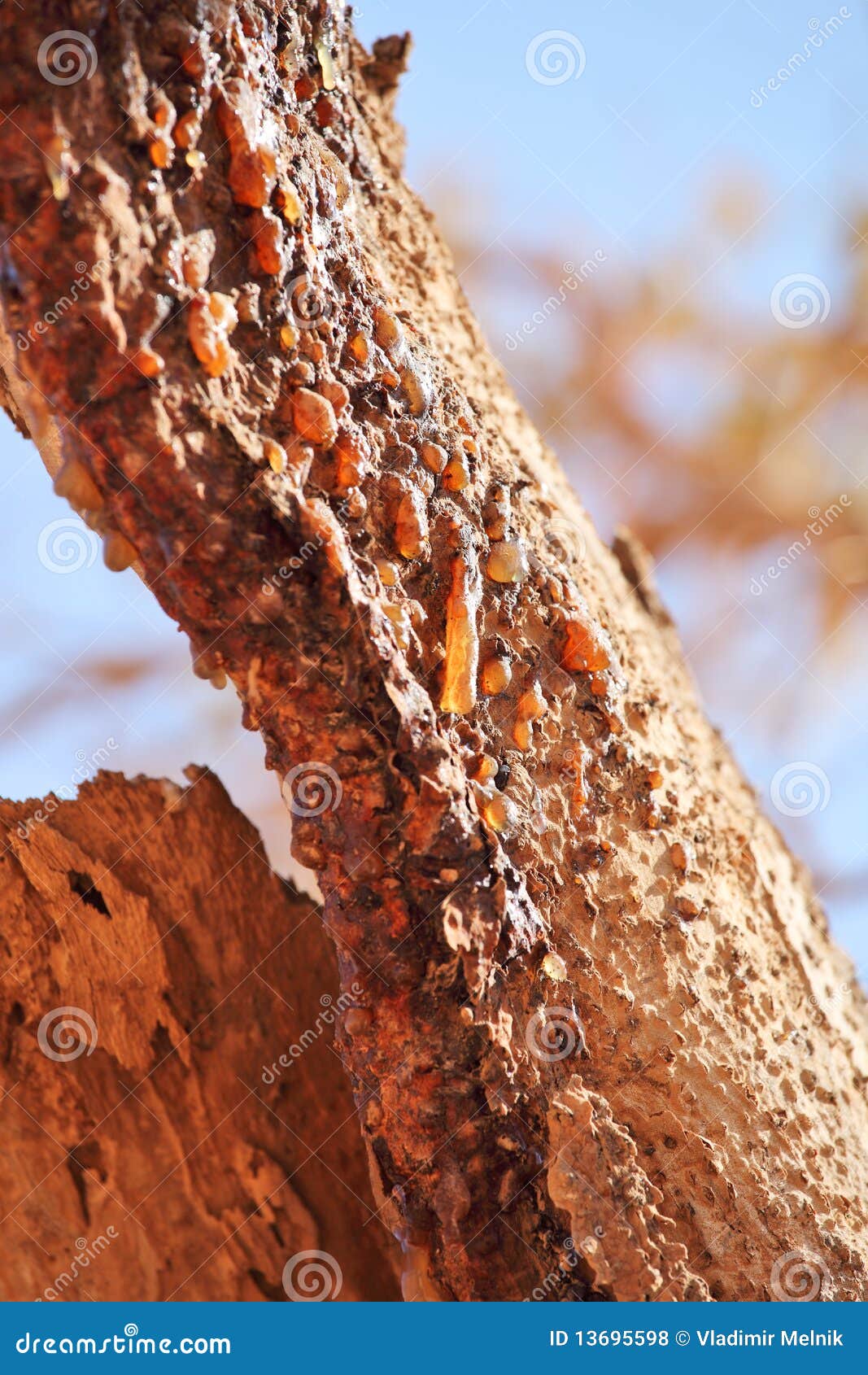 Myrrh tree resin stock photo. Image of balsam, commiphora - 13695598