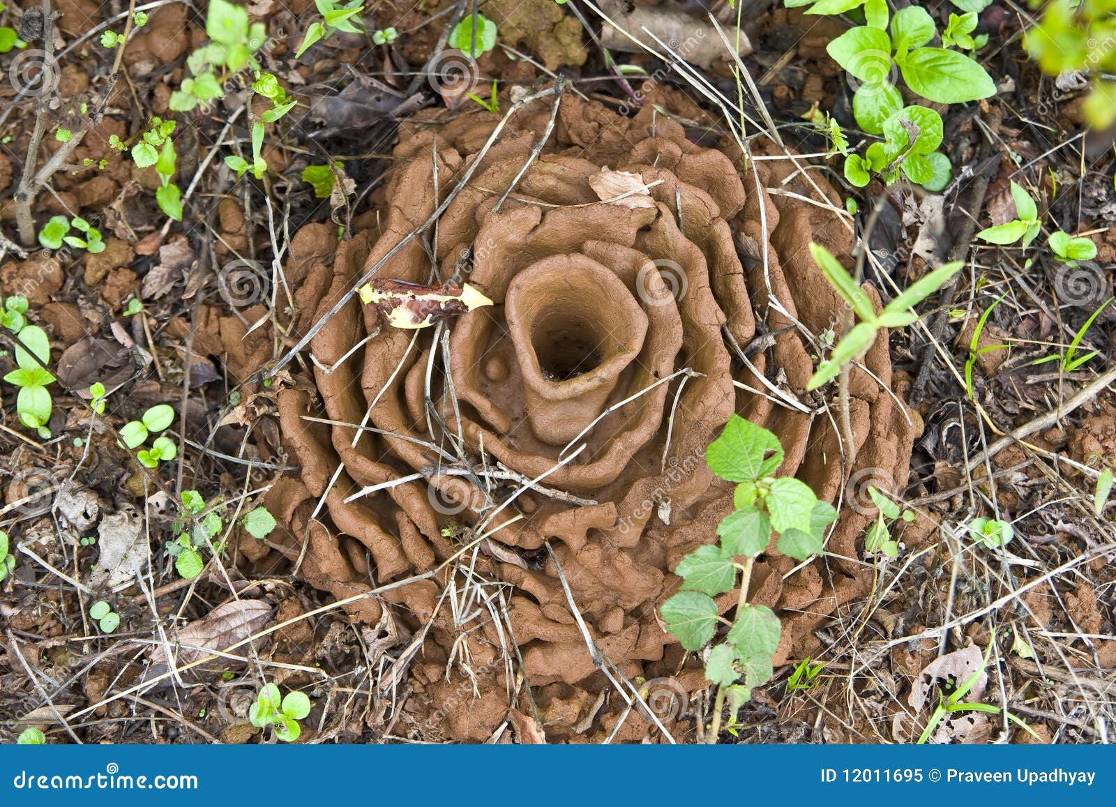 Myrstack fotografering för bildbyråer. Bild av kryp, smuts - 12011695