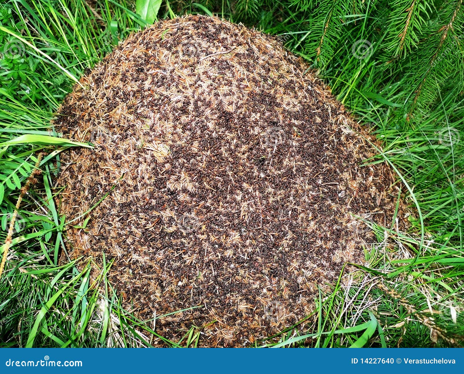 Myrstack arkivfoto. Bild av armé, medf8ort, enhet, bidrag - 14227640