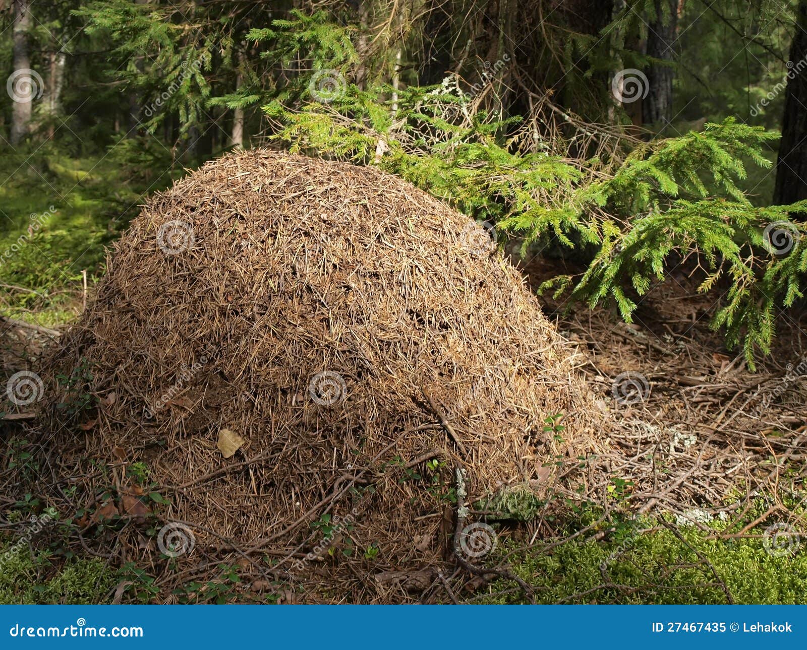 Myrstack fotografering för bildbyråer. Bild av horisontal - 27467435