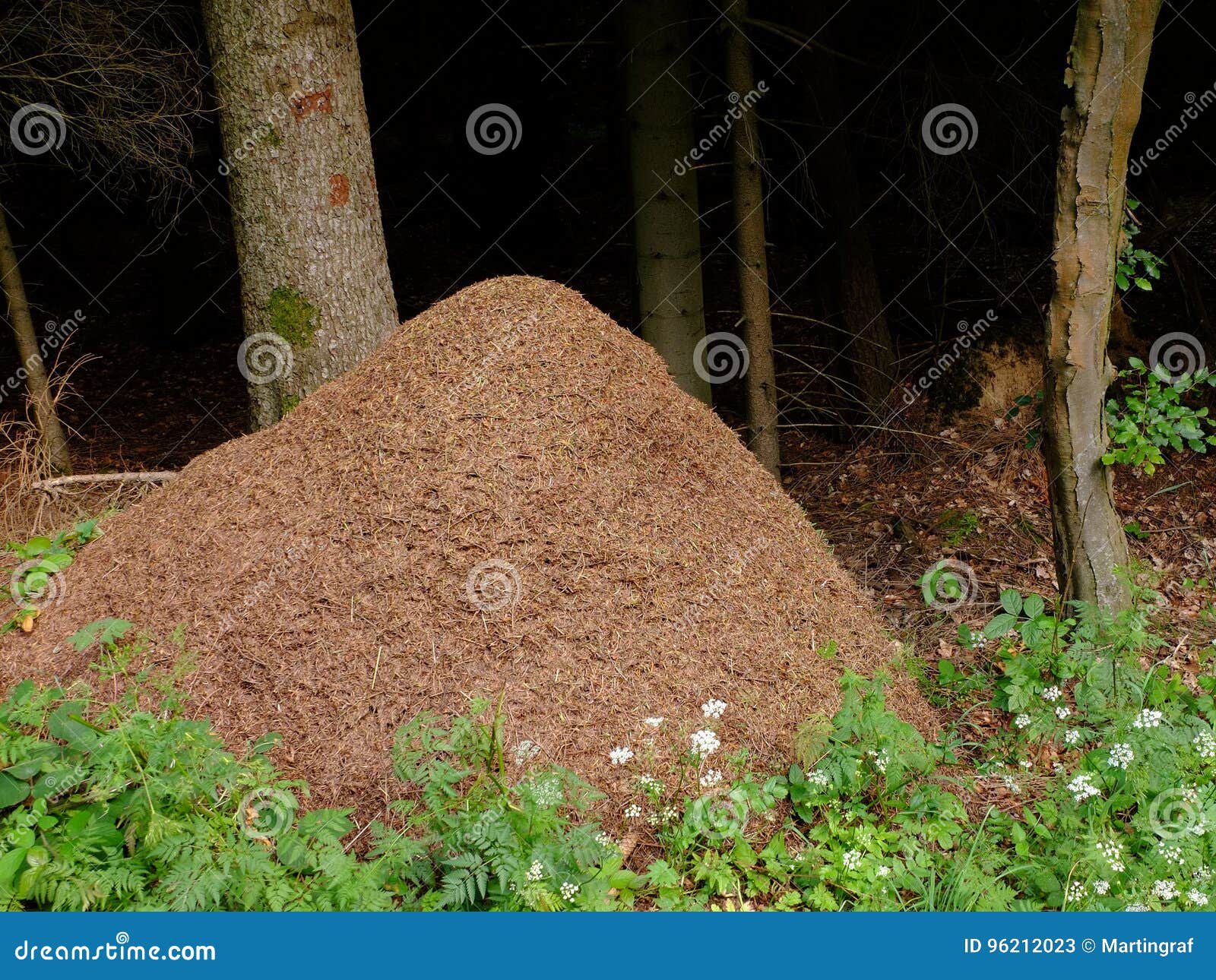 Myrstack Av Wood Myror I Skog Fotografering för Bildbyråer - Bild av ...