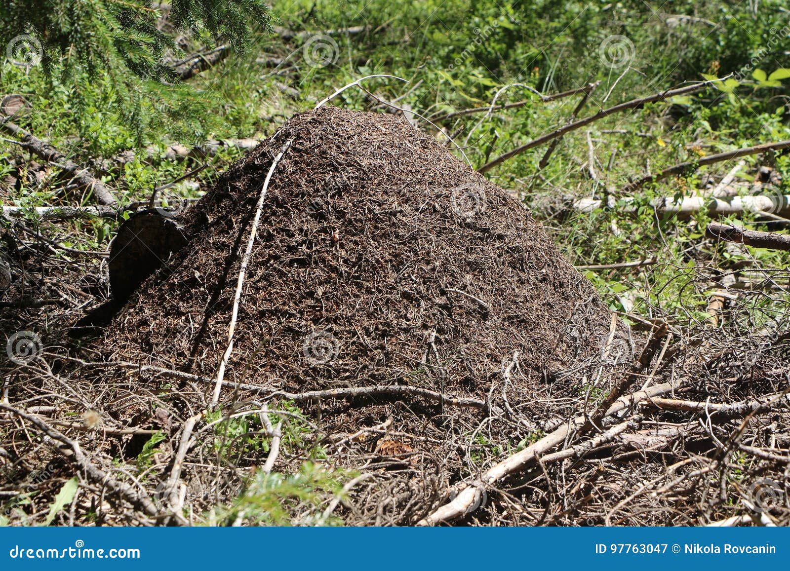 Myrstack i skog fotografering för bildbyråer. Bild av objekt - 97763047
