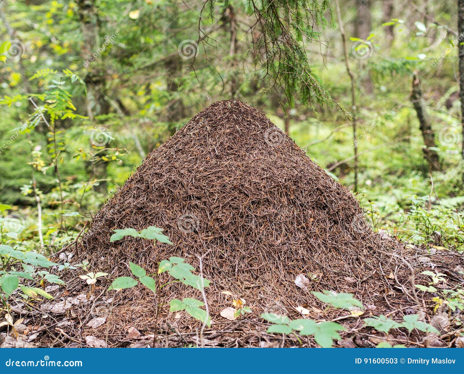 Myrstack i skogen fotografering för bildbyråer. Bild av träd - 91600503