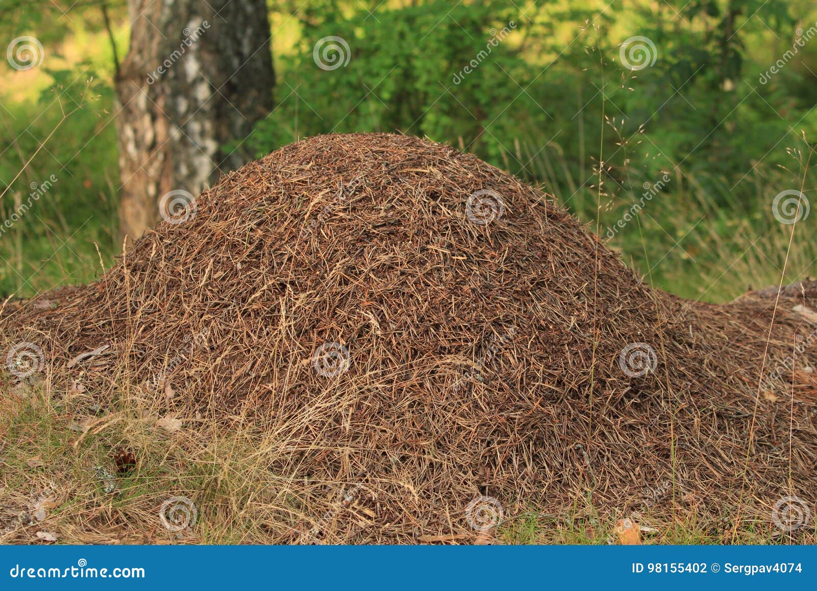 Myrstack i skogen arkivfoto. Bild av stapel, trä, liggande - 98155402