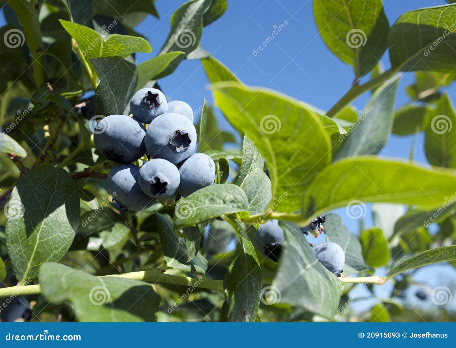 Myrtille image stock. Image du bleu, myrtille, frais - 20915093